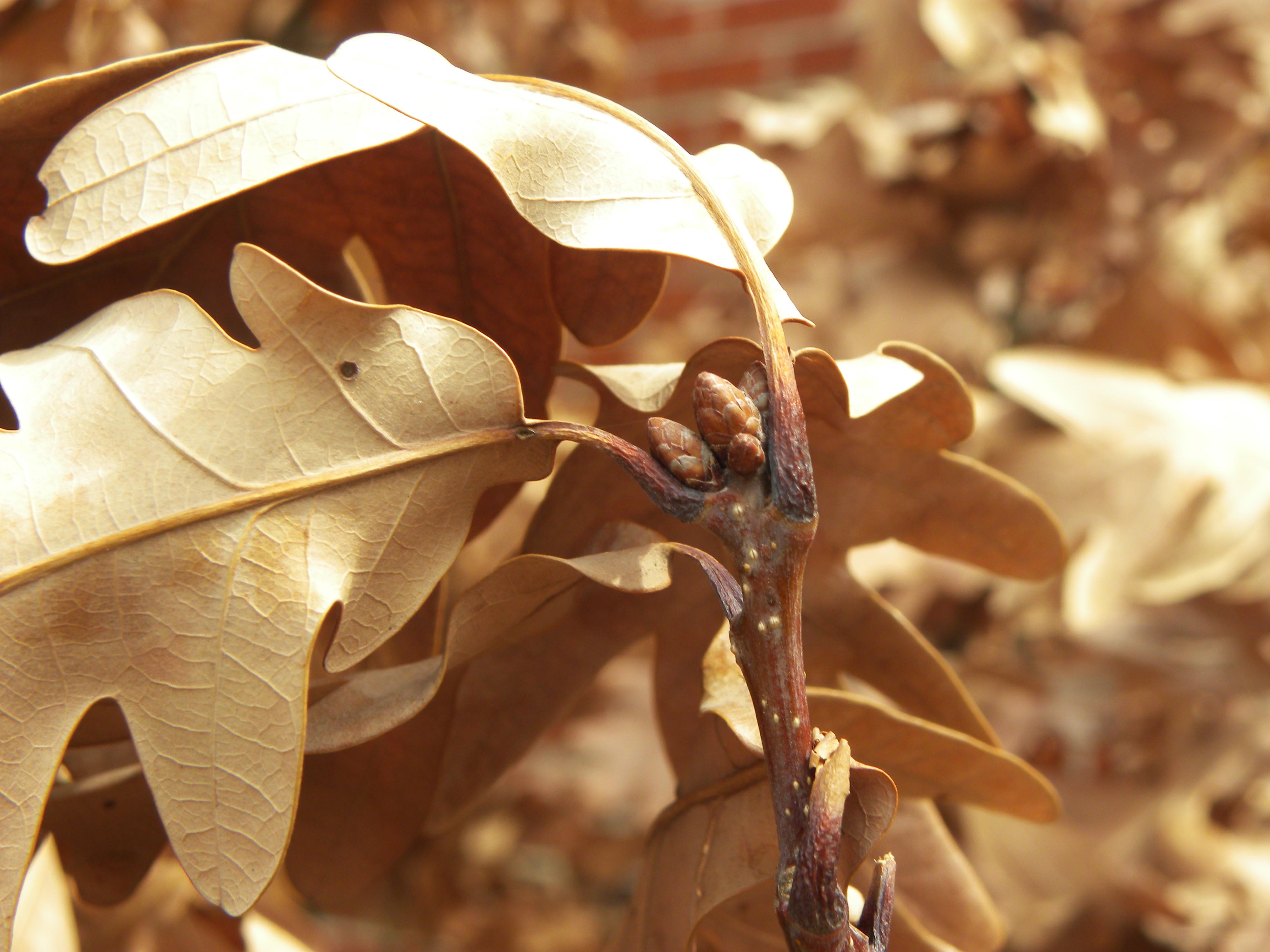 Quercus × ‘Crimschmidt’ [sold as Crimson Spire™] – Purdue Arboretum ...