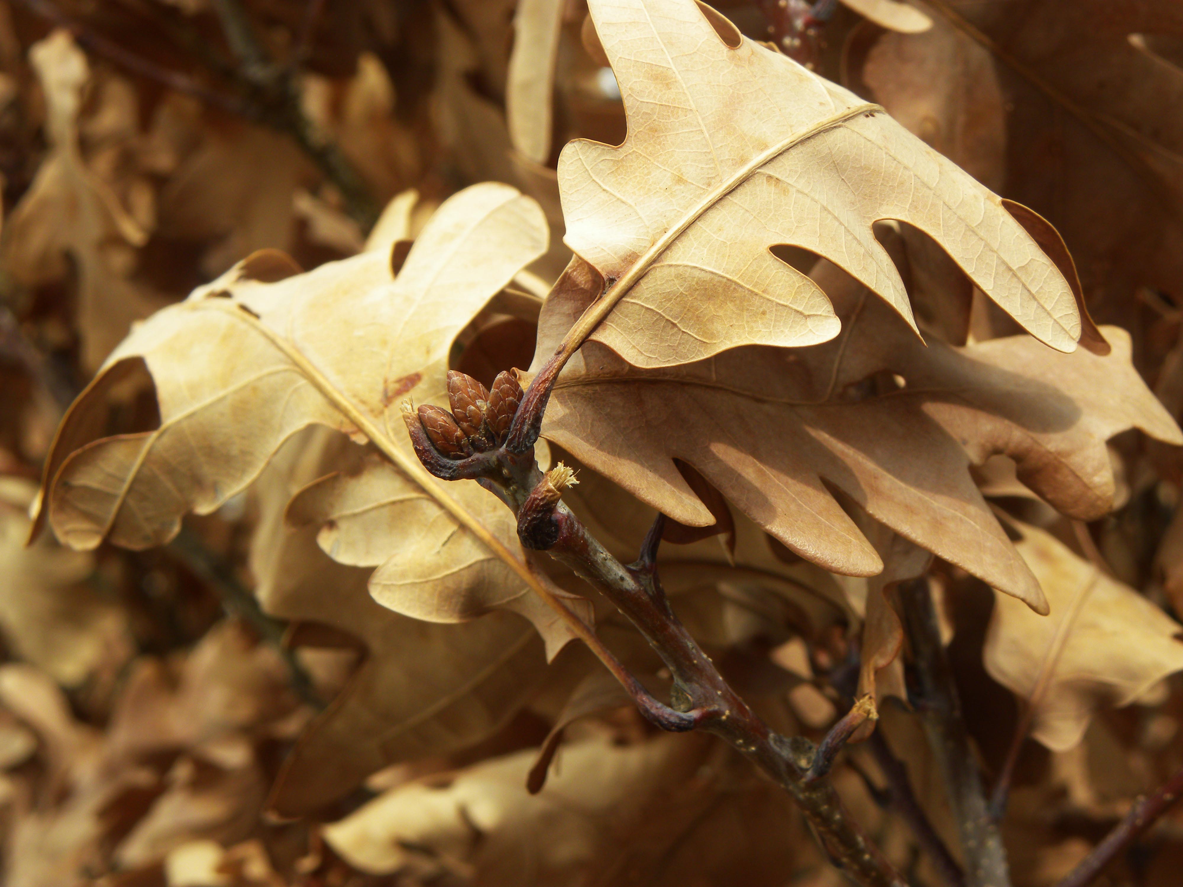 Quercus × ‘Crimschmidt’ [sold as Crimson Spire™] – Purdue Arboretum ...