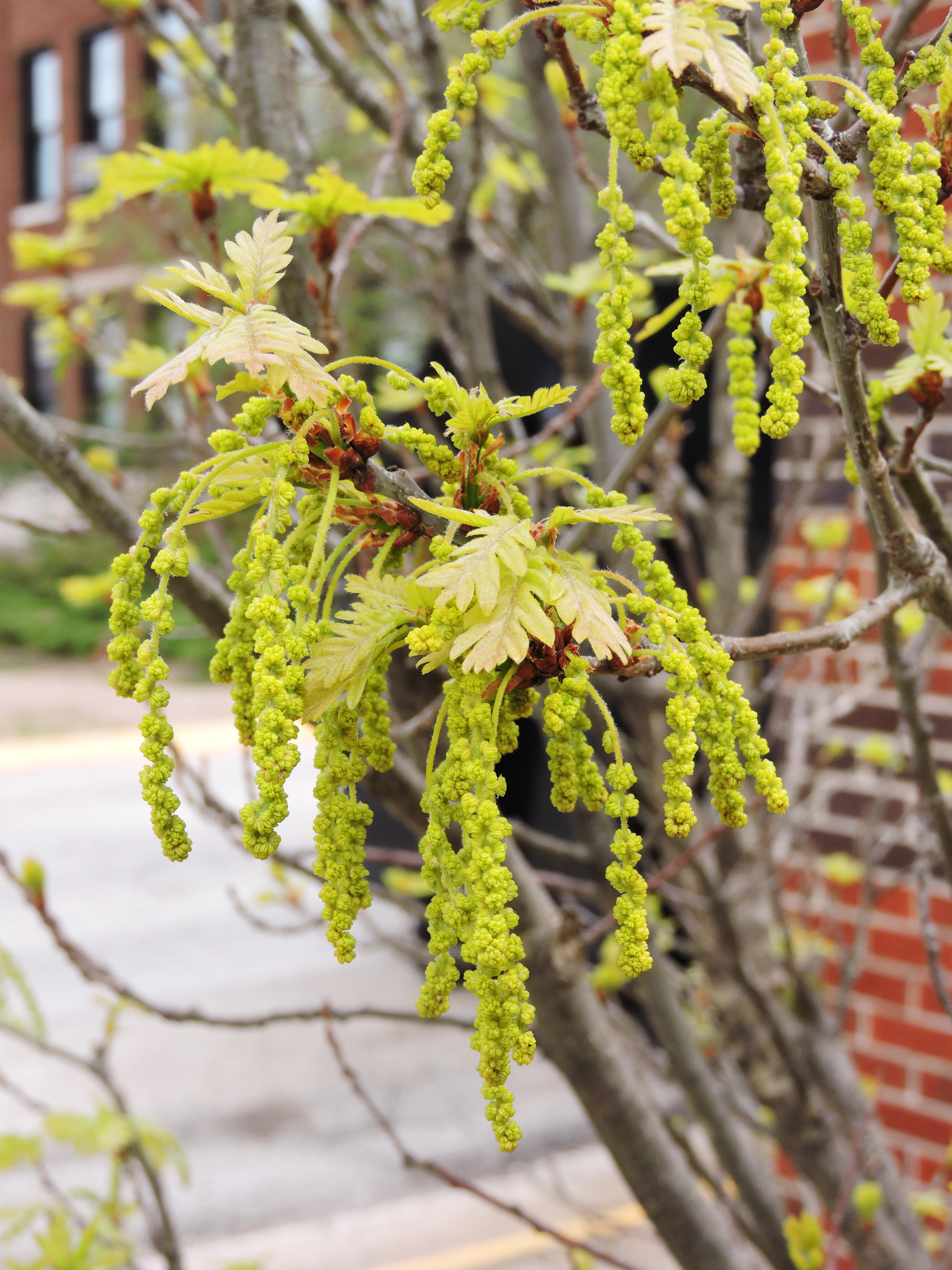 Quercus × ‘Crimschmidt’ [sold as Crimson Spire™] – Purdue Arboretum ...