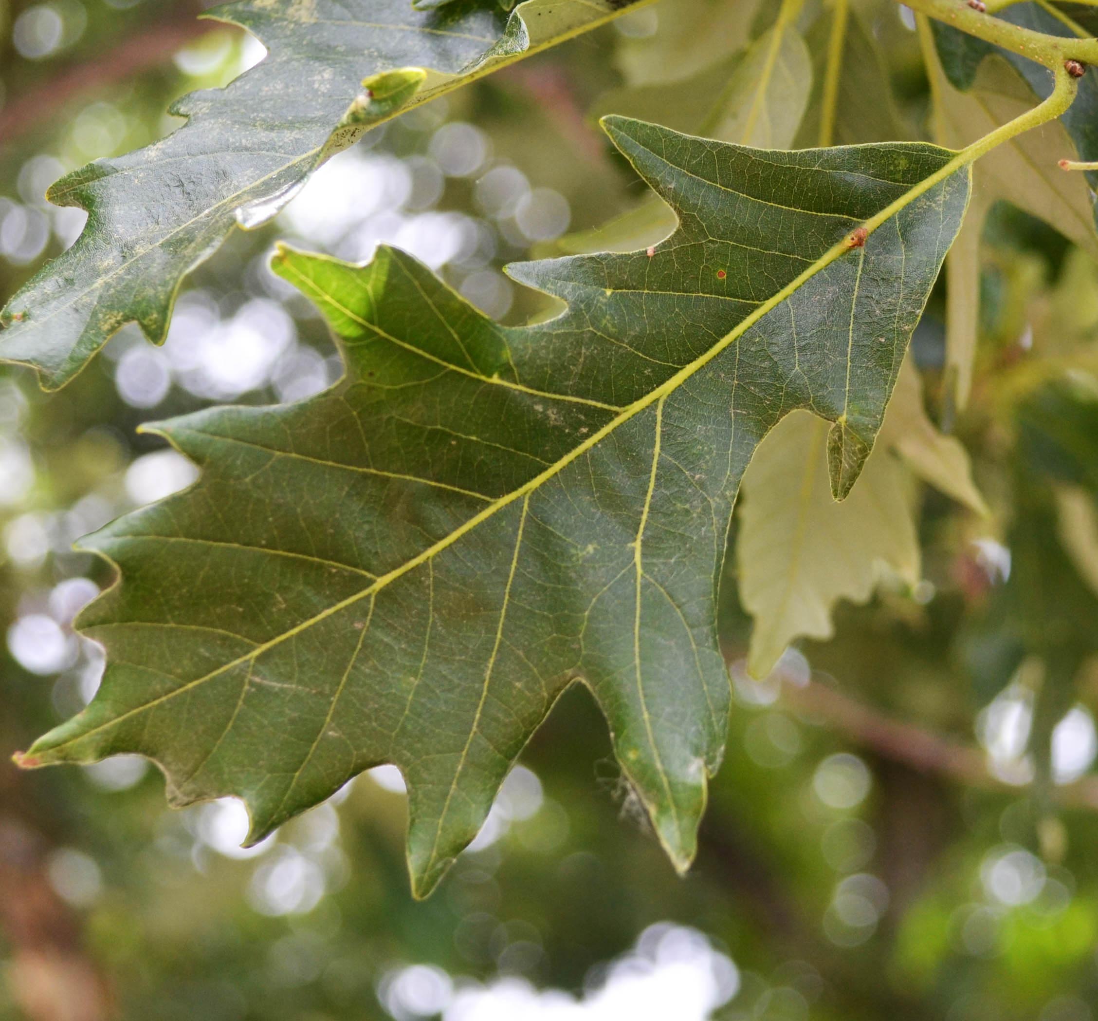 Quercus bicolor – Purdue Arboretum Explorer