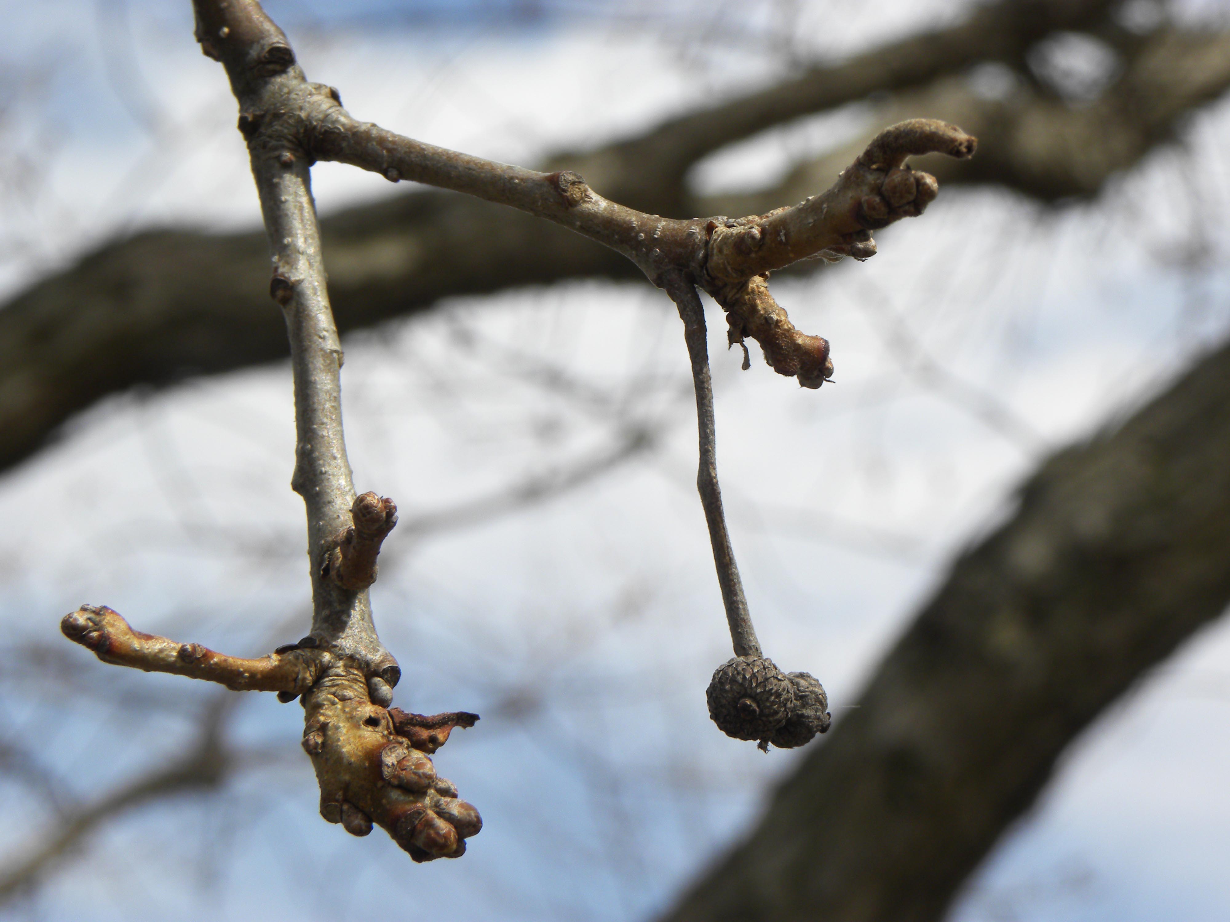 Quercus bicolor – Purdue Arboretum Explorer