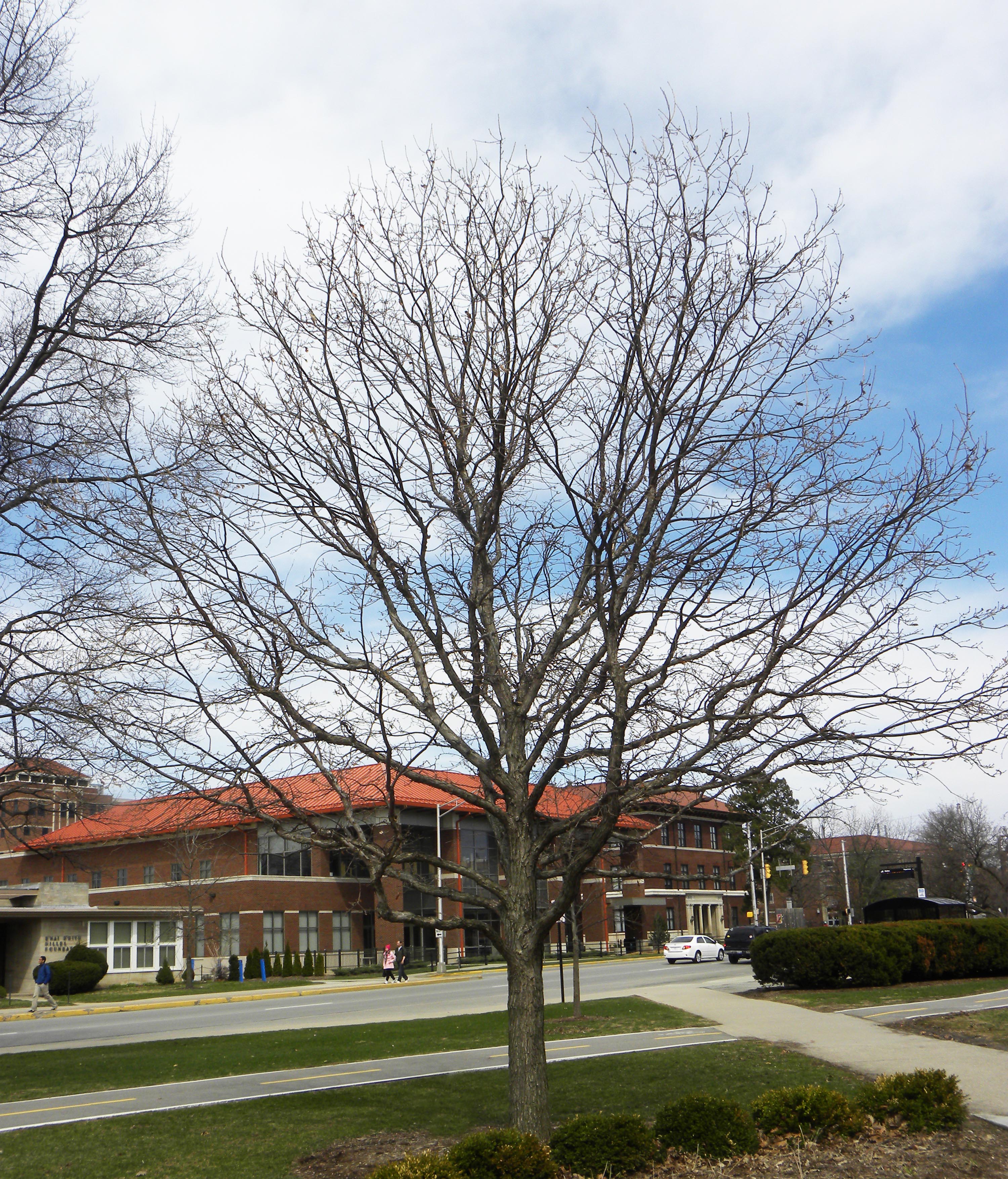 Quercus bicolor – Purdue Arboretum Explorer