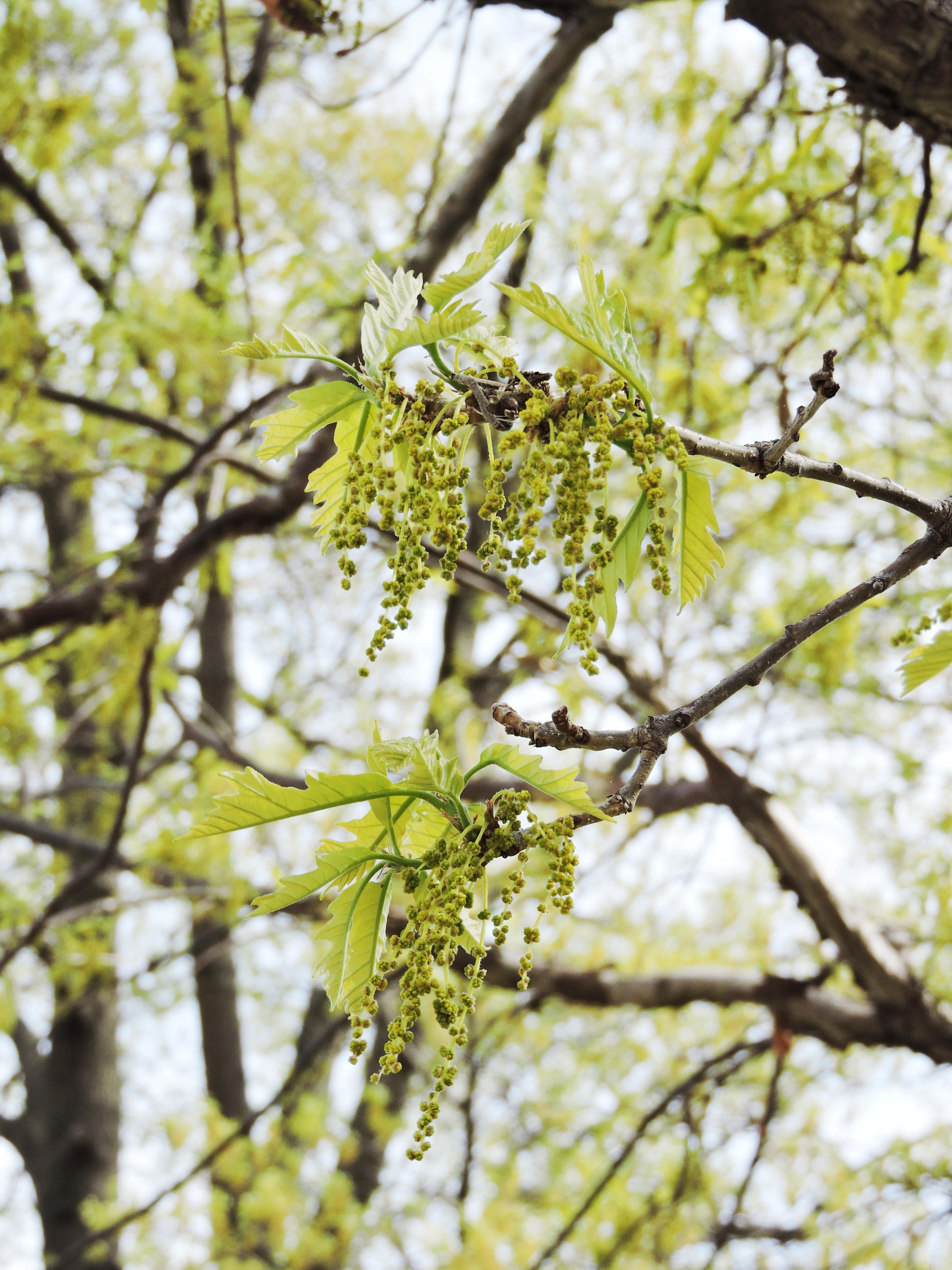 Quercus bicolor – Purdue Arboretum Explorer