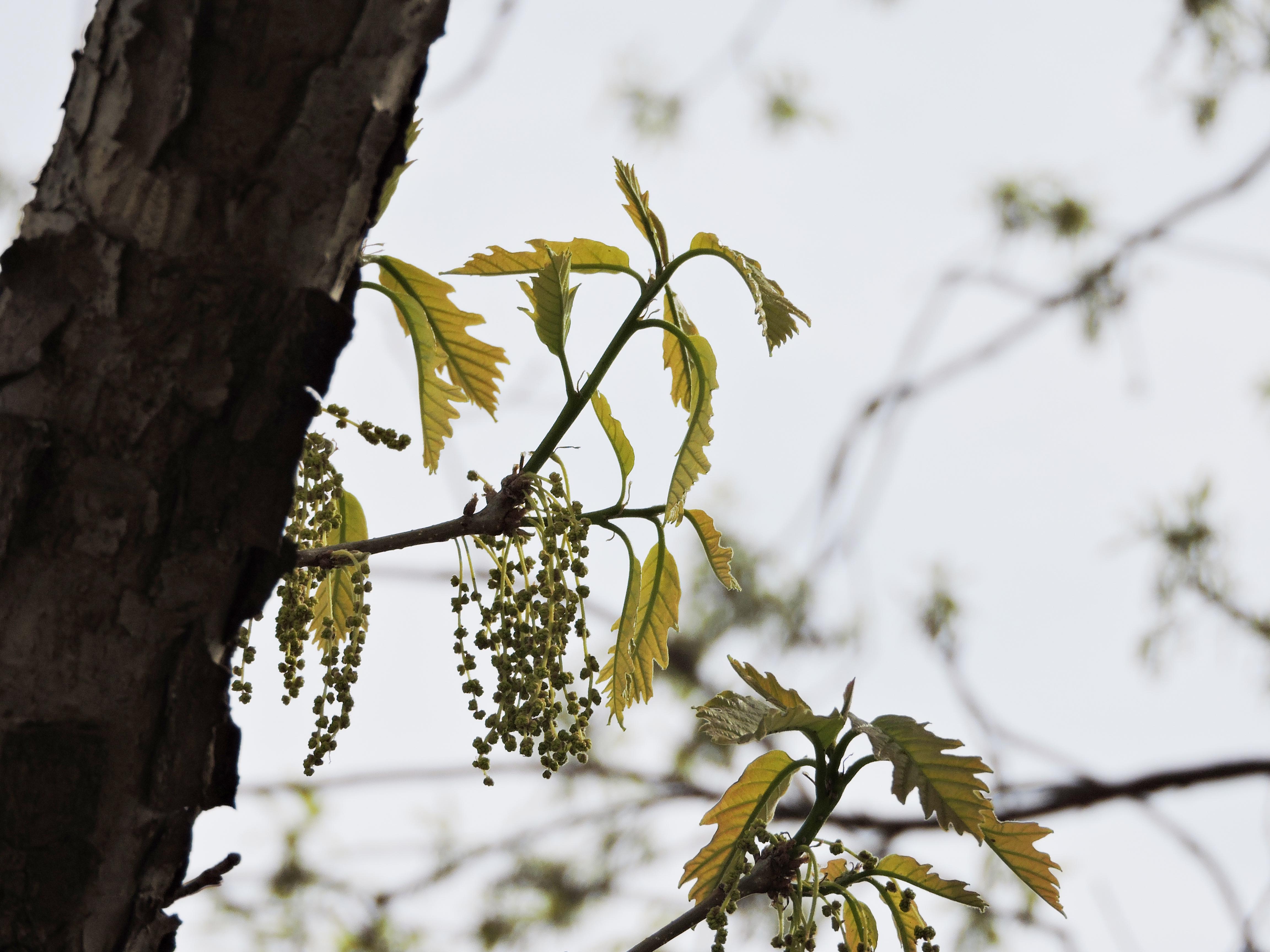 Quercus bicolor – Purdue Arboretum Explorer