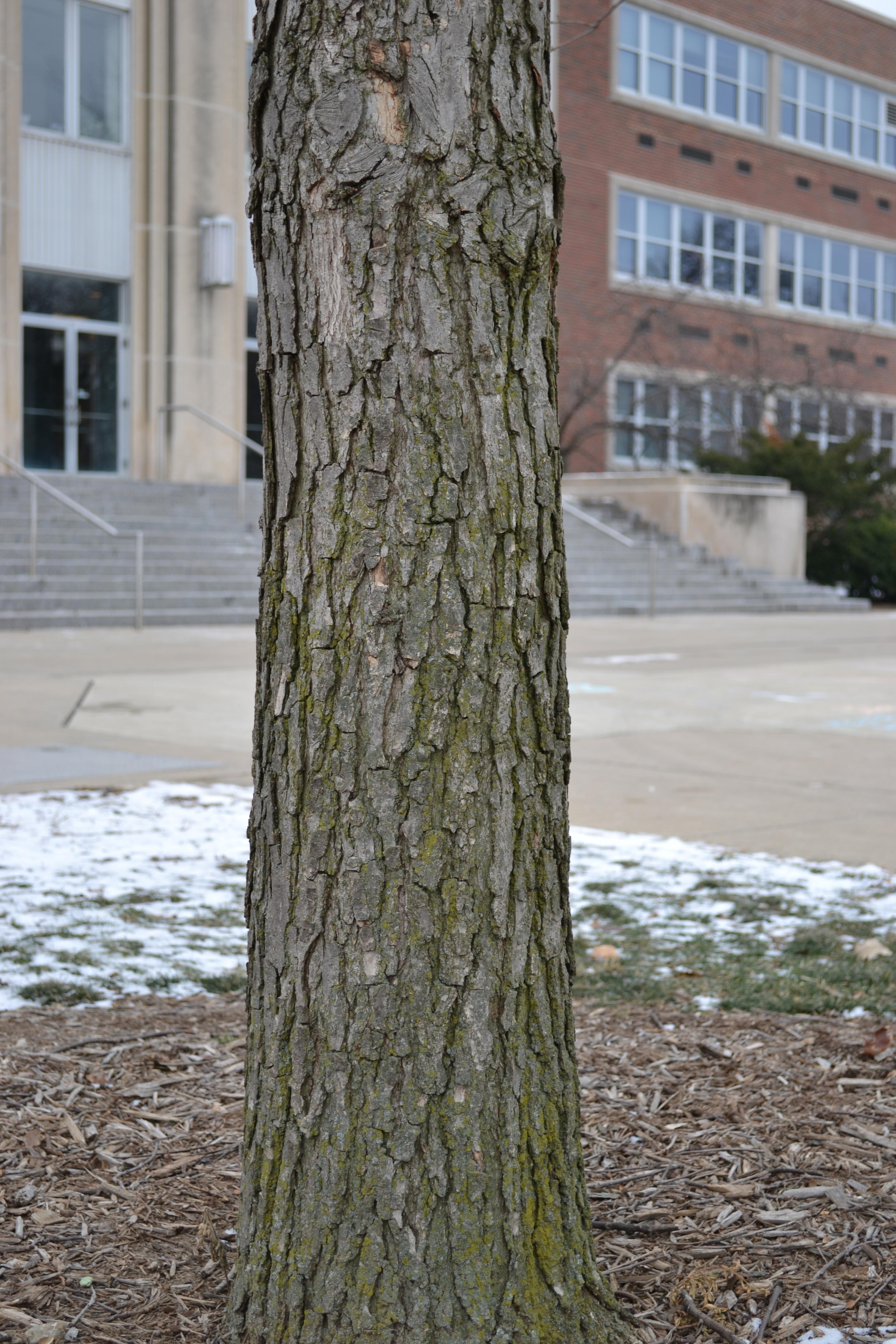 Quercus bicolor – Purdue Arboretum Explorer