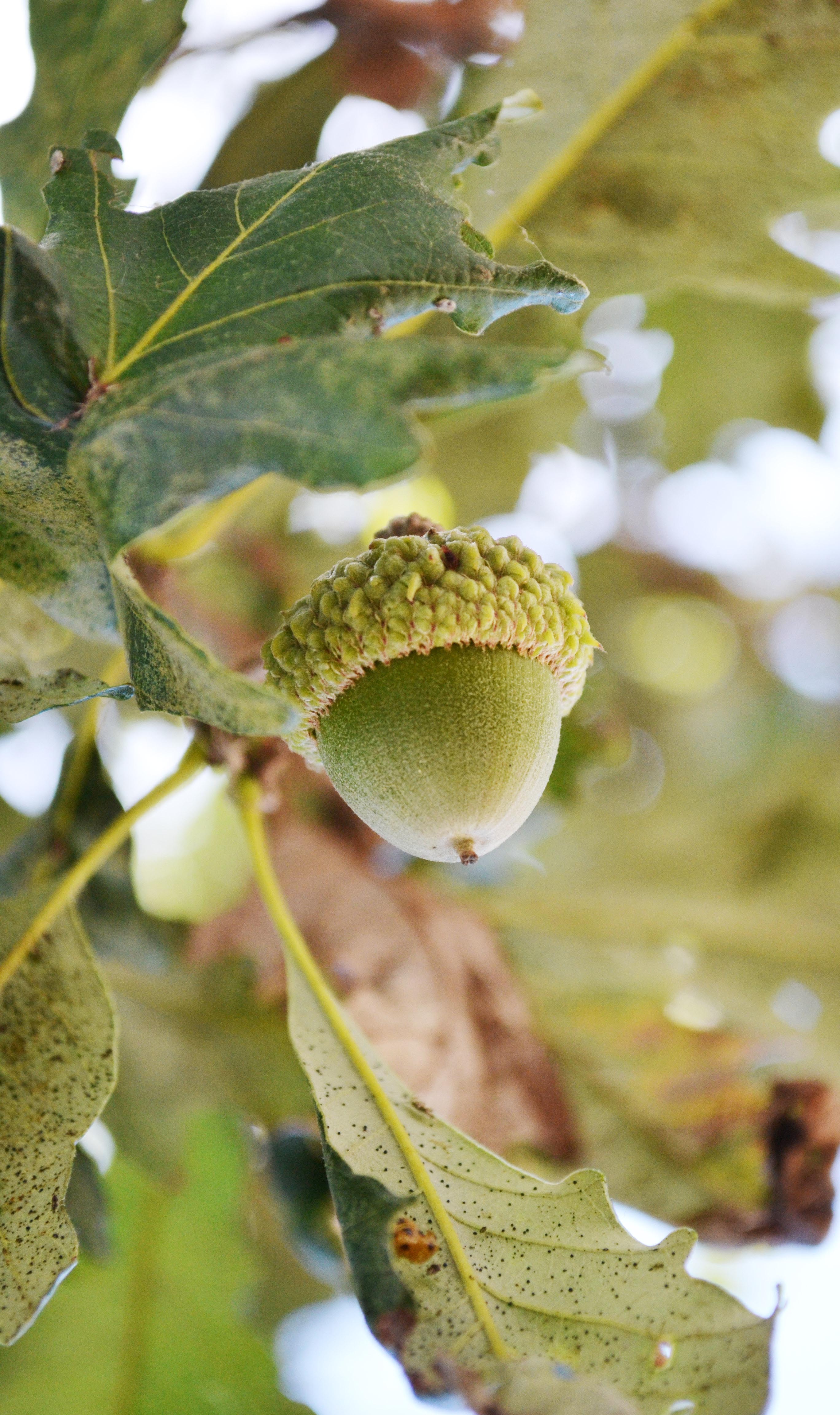 Quercus bicolor – Purdue Arboretum Explorer