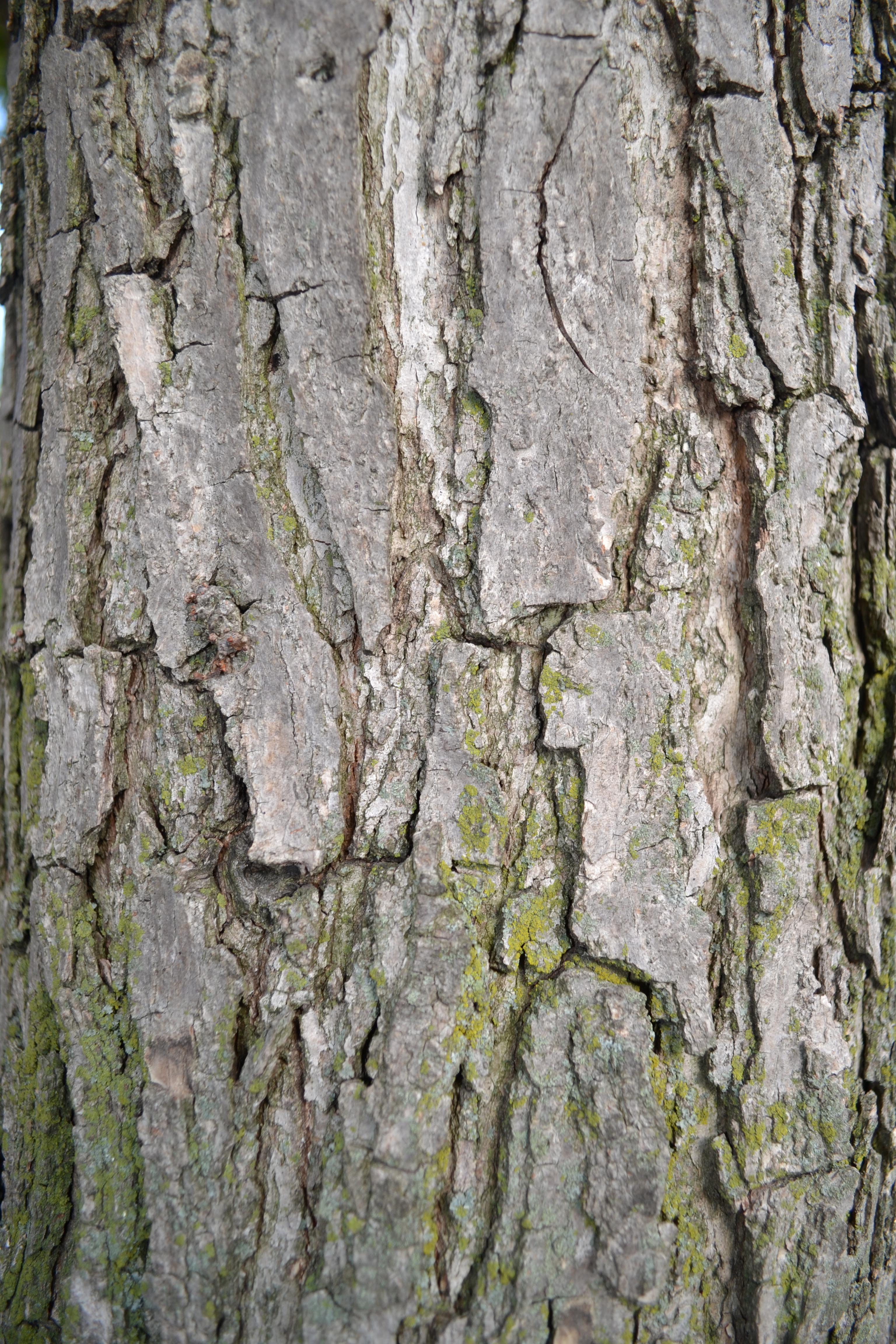 Quercus bicolor – Purdue Arboretum Explorer
