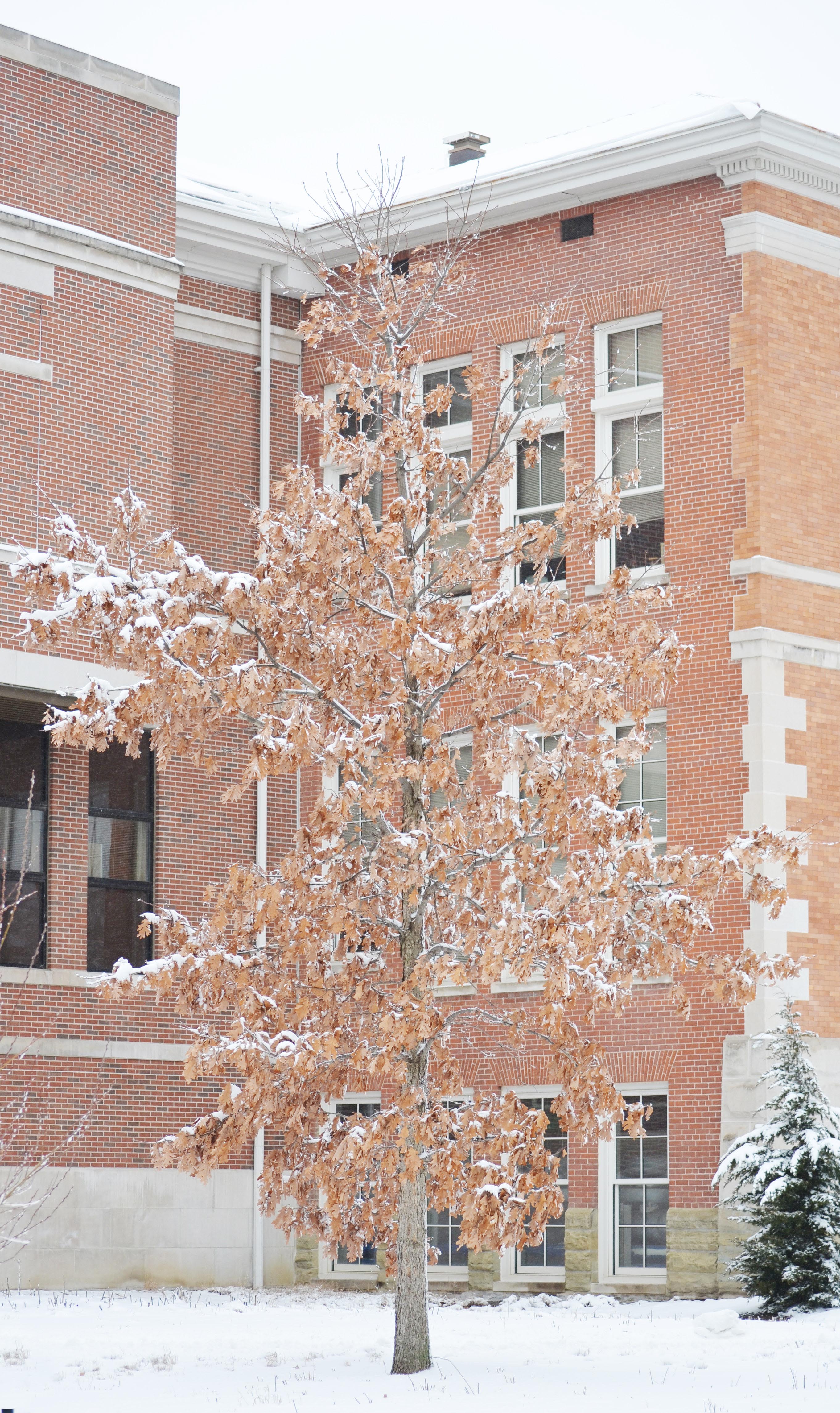 Quercus bicolor – Purdue Arboretum Explorer