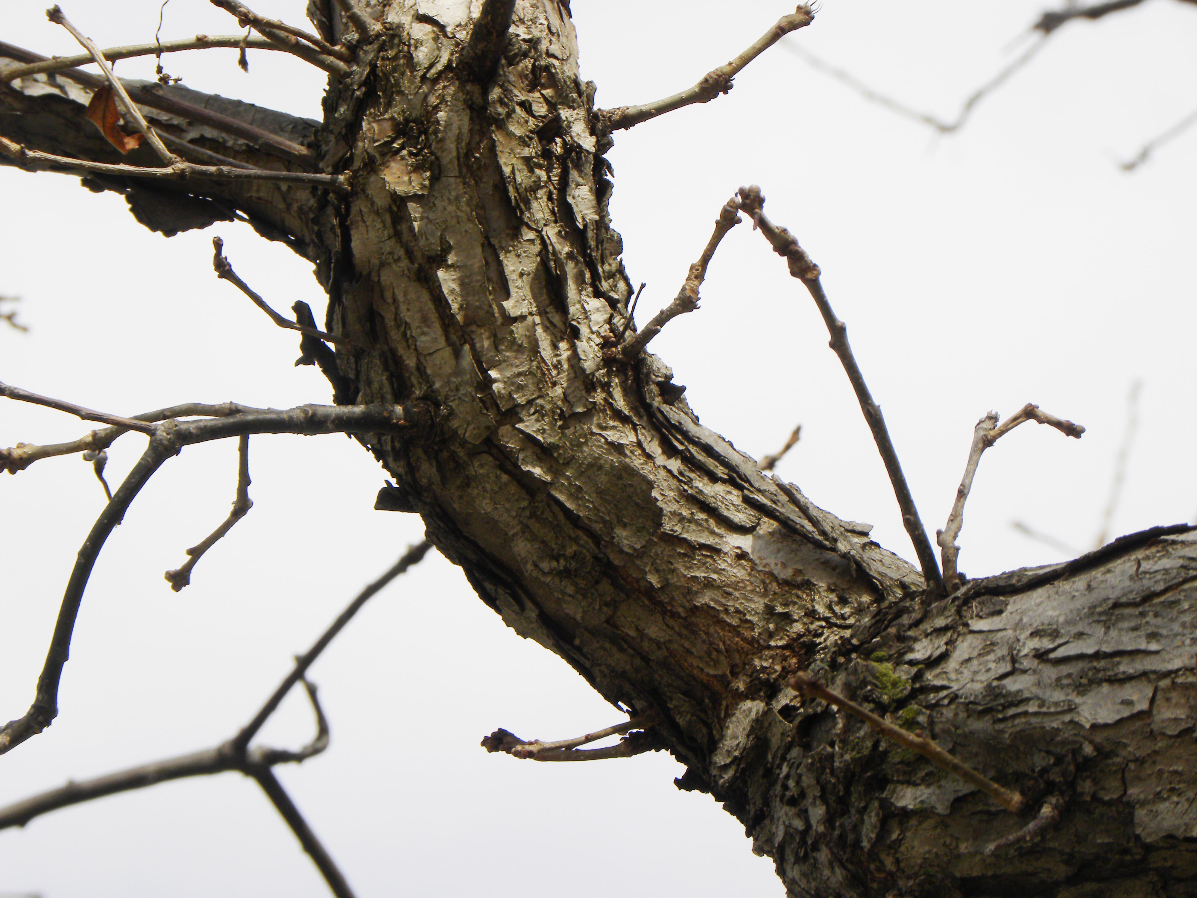 Quercus bicolor – Purdue Arboretum Explorer
