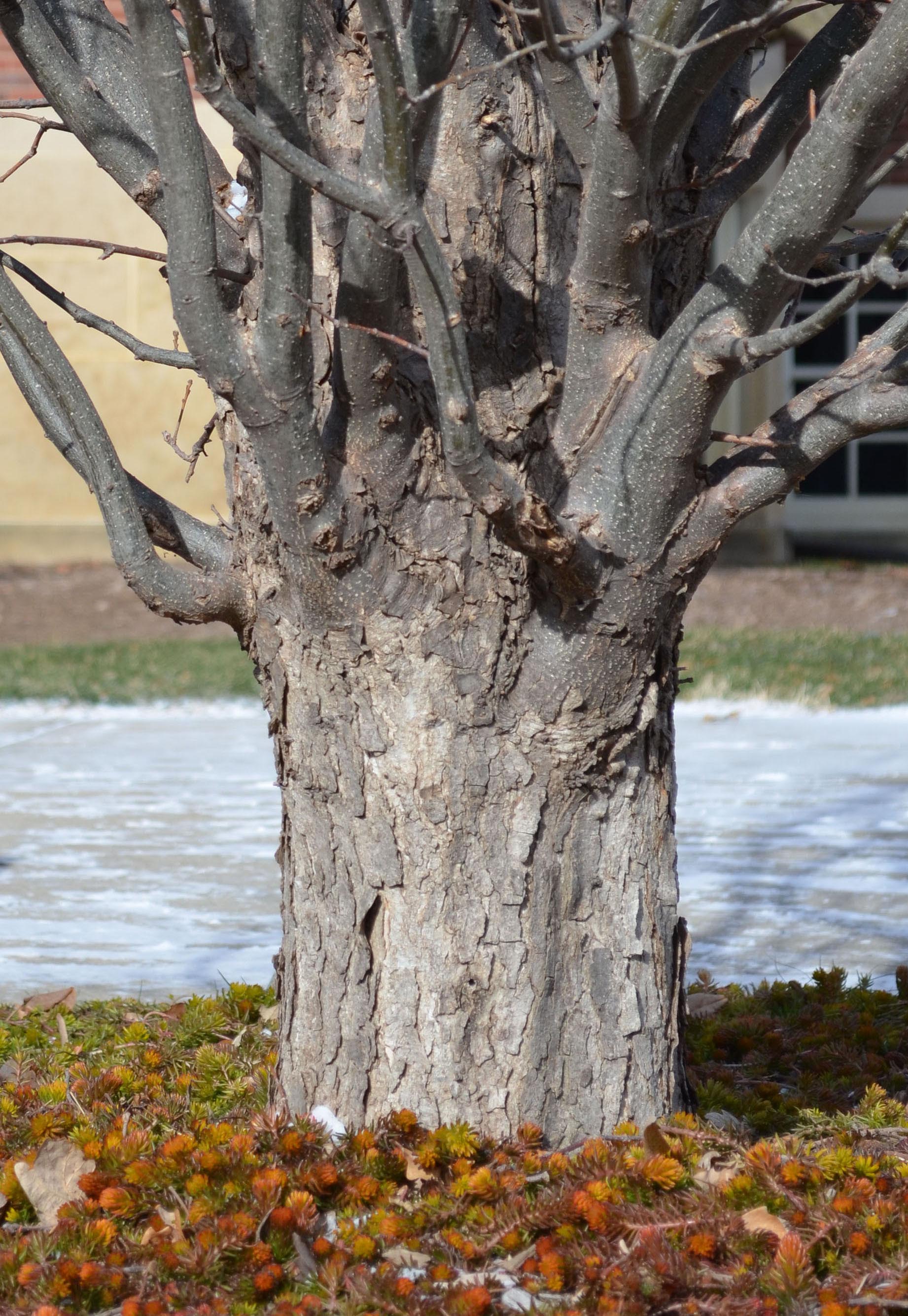 Quercus × warei ‘Long’ [sold as Regal Prince®] – Purdue Arboretum Explorer