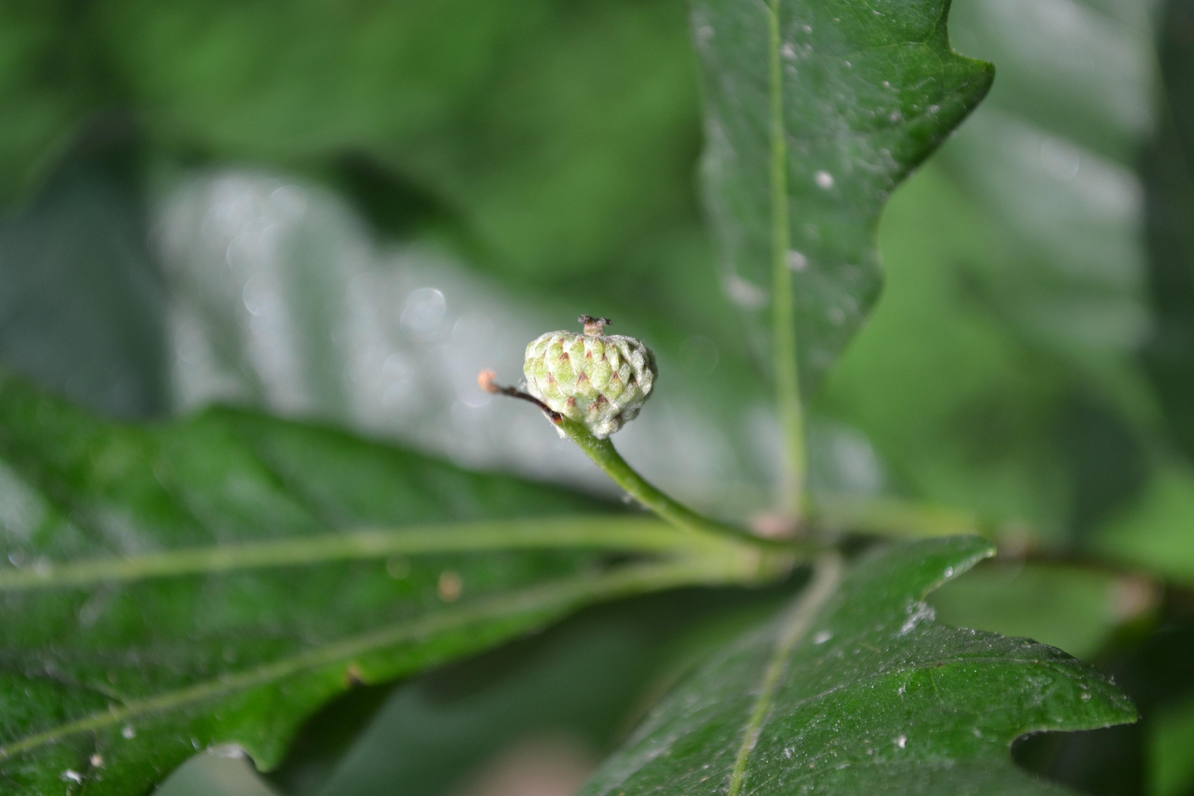 Quercus × warei ‘Long’ [sold as Regal Prince®] – Purdue Arboretum Explorer