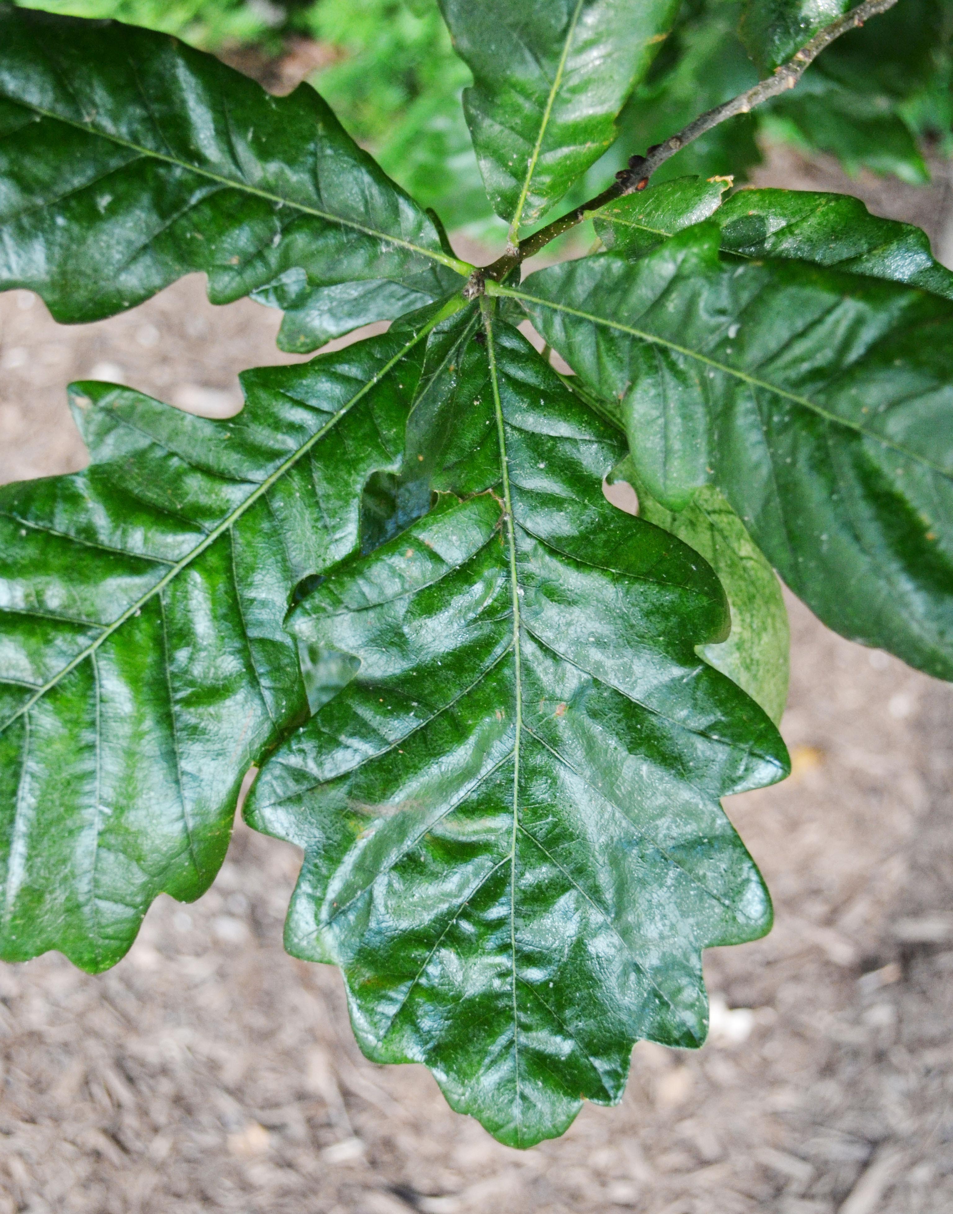 Quercus × warei ‘Long’ [sold as Regal Prince®] – Purdue Arboretum Explorer