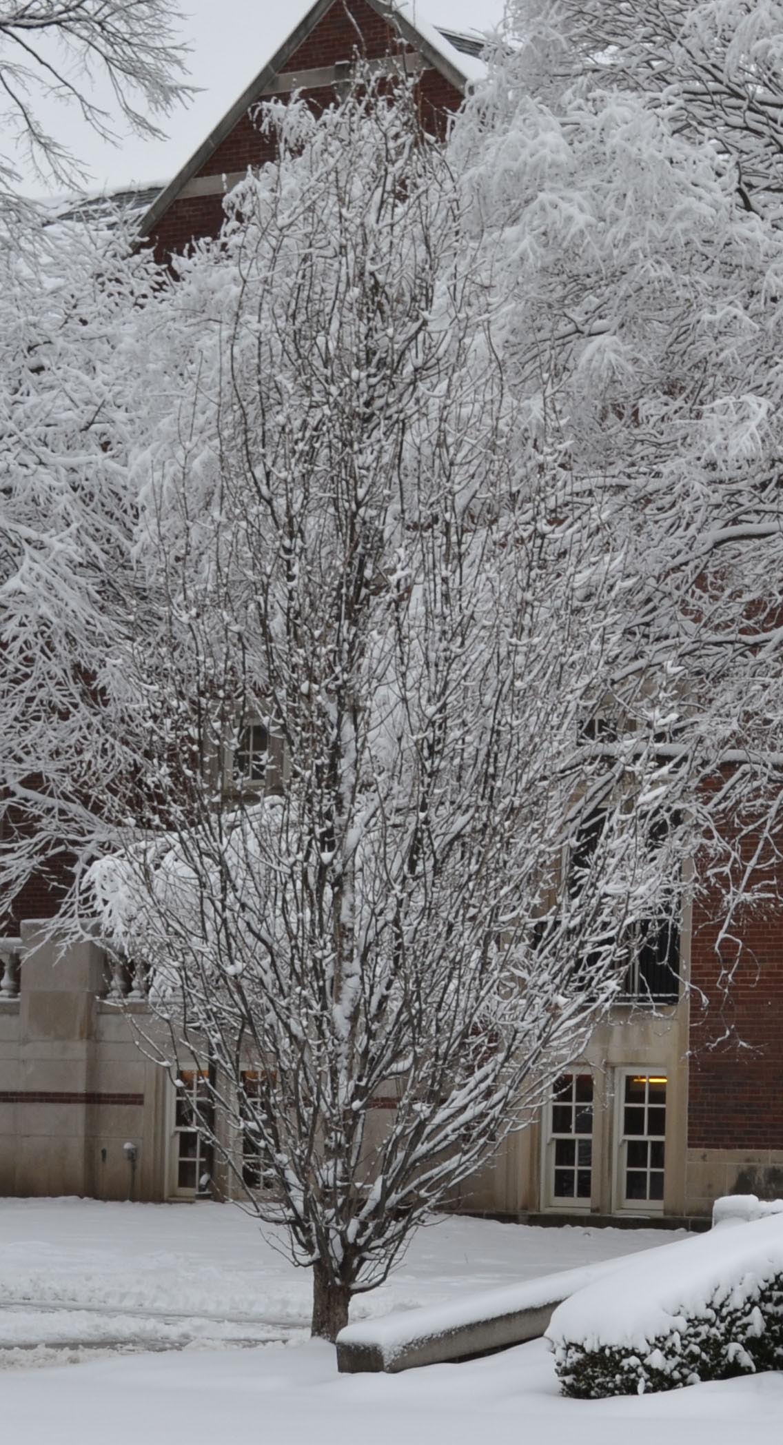 Quercus × warei ‘Long’ [sold as Regal Prince®] – Purdue Arboretum Explorer