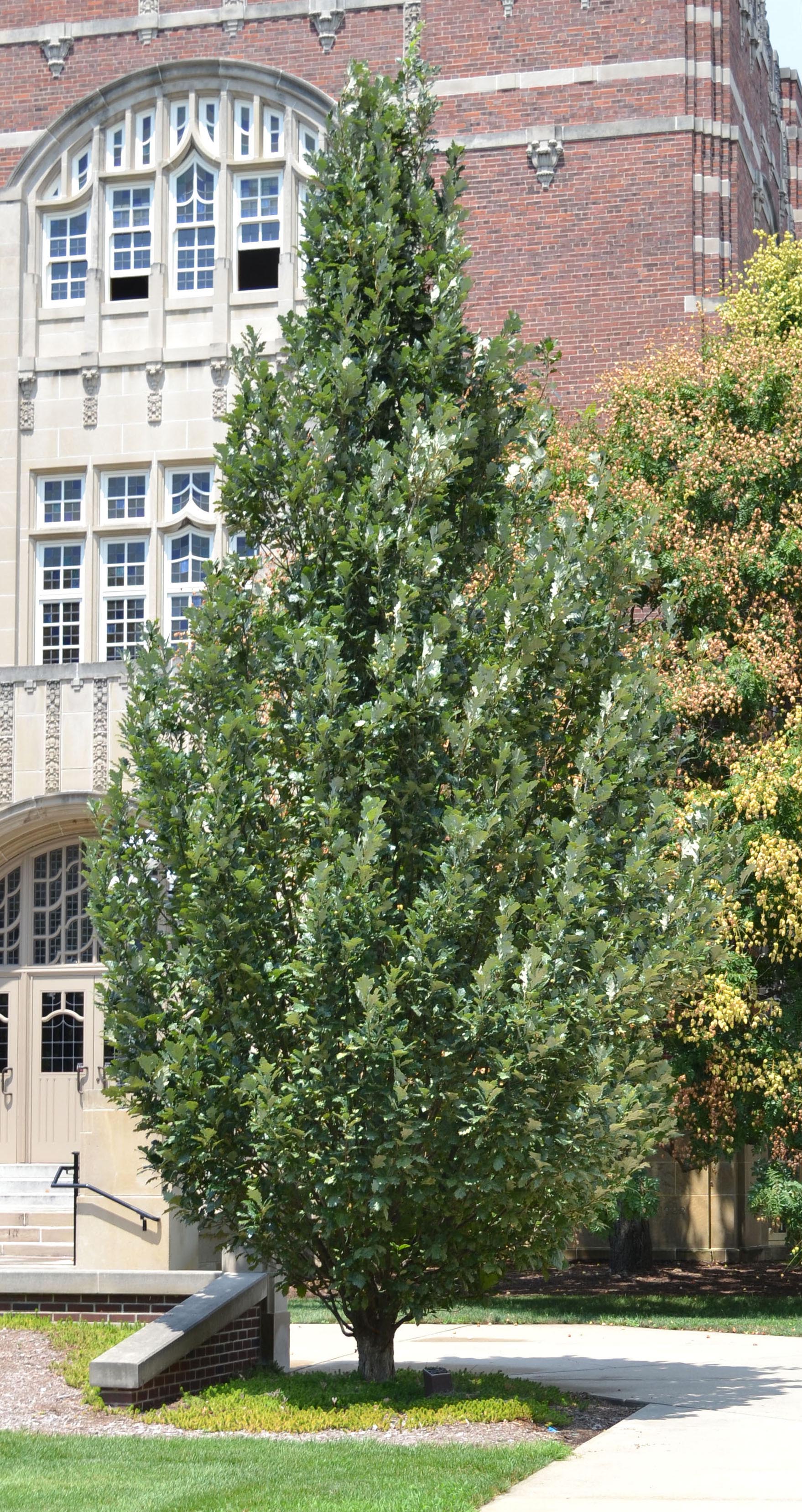 Quercus × warei ‘Long’ [sold as Regal Prince®] – Purdue Arboretum Explorer