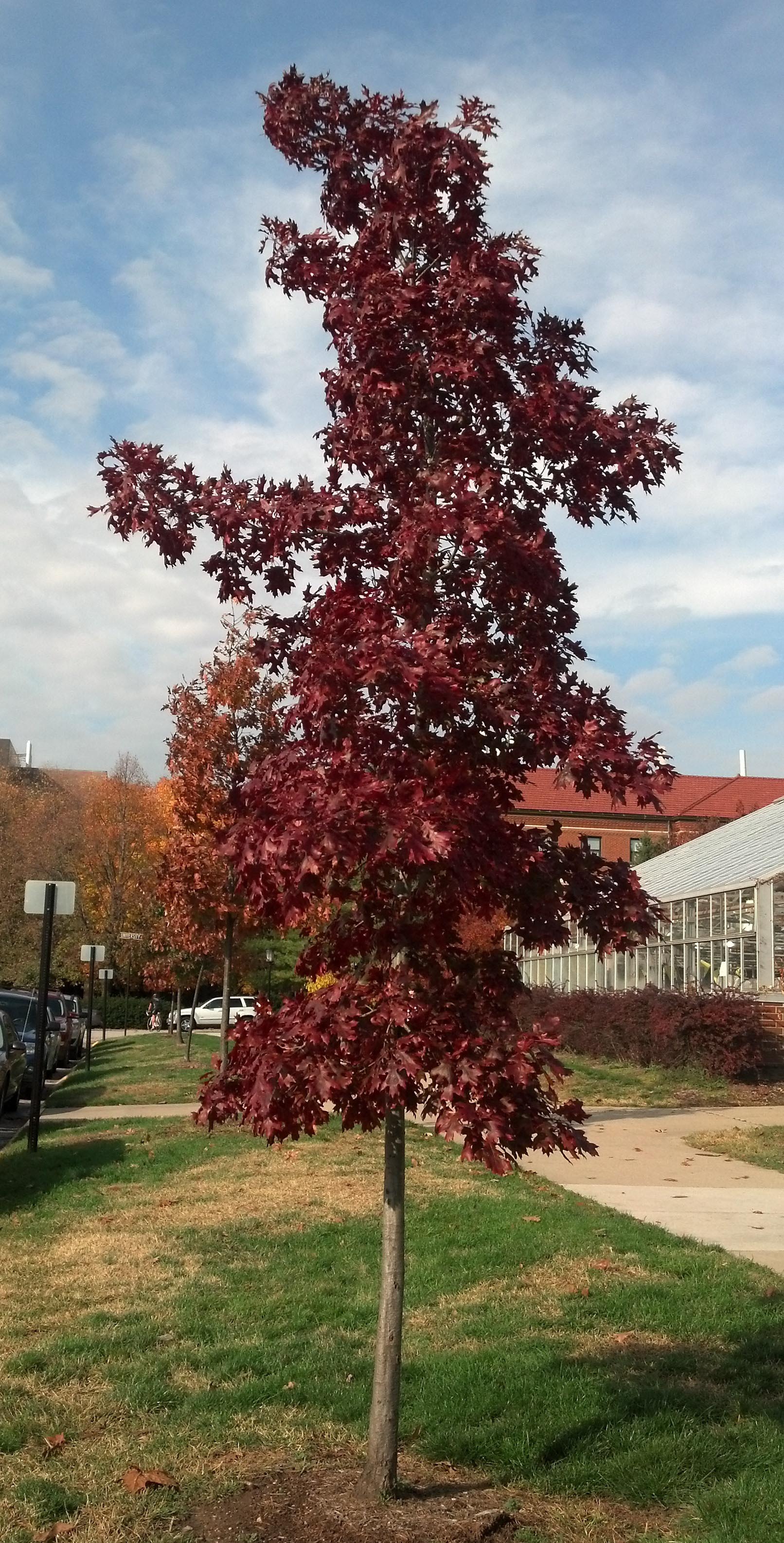 Quercus coccinea – Purdue Arboretum Explorer