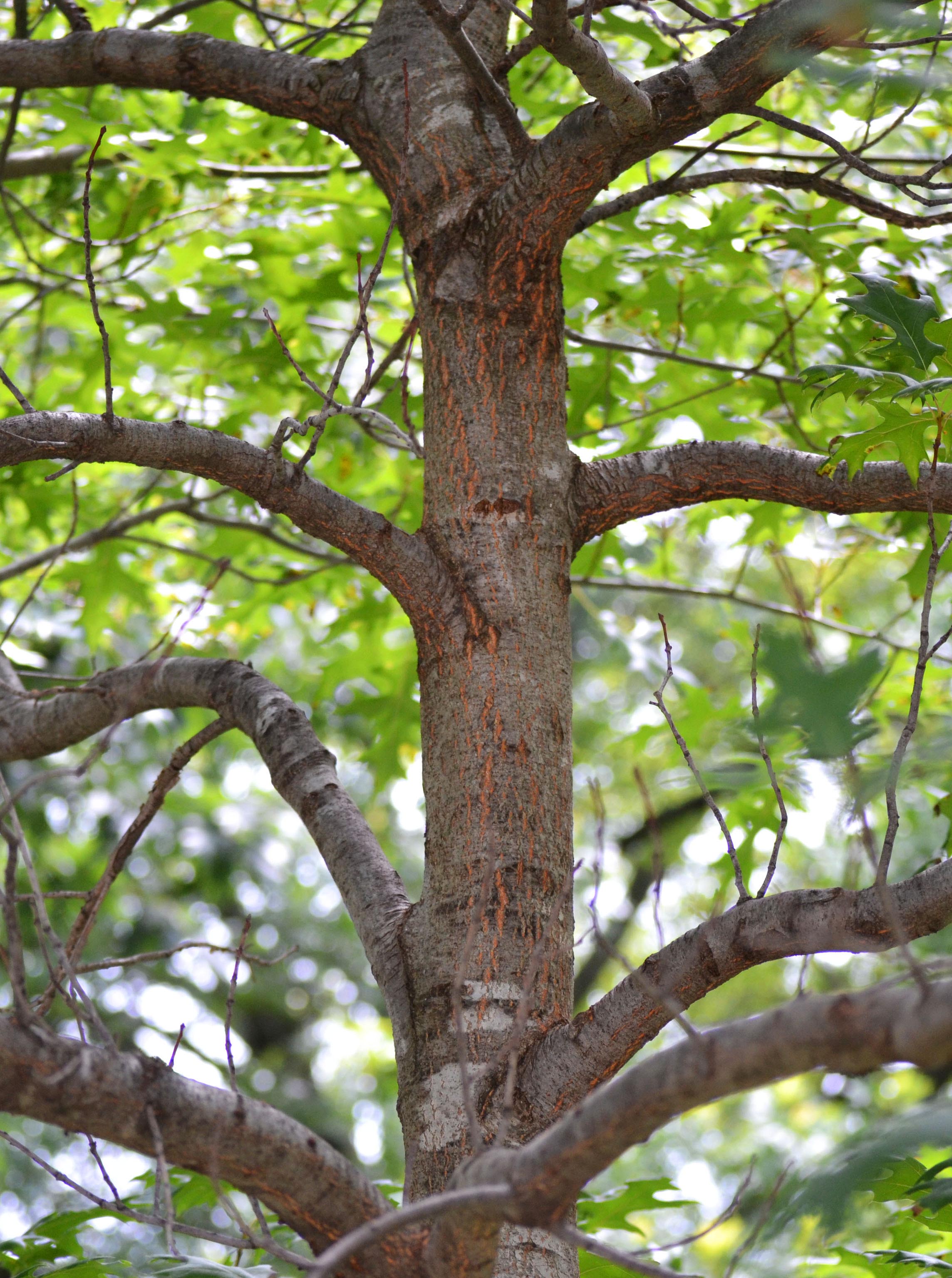 Quercus coccinea – Purdue Arboretum Explorer