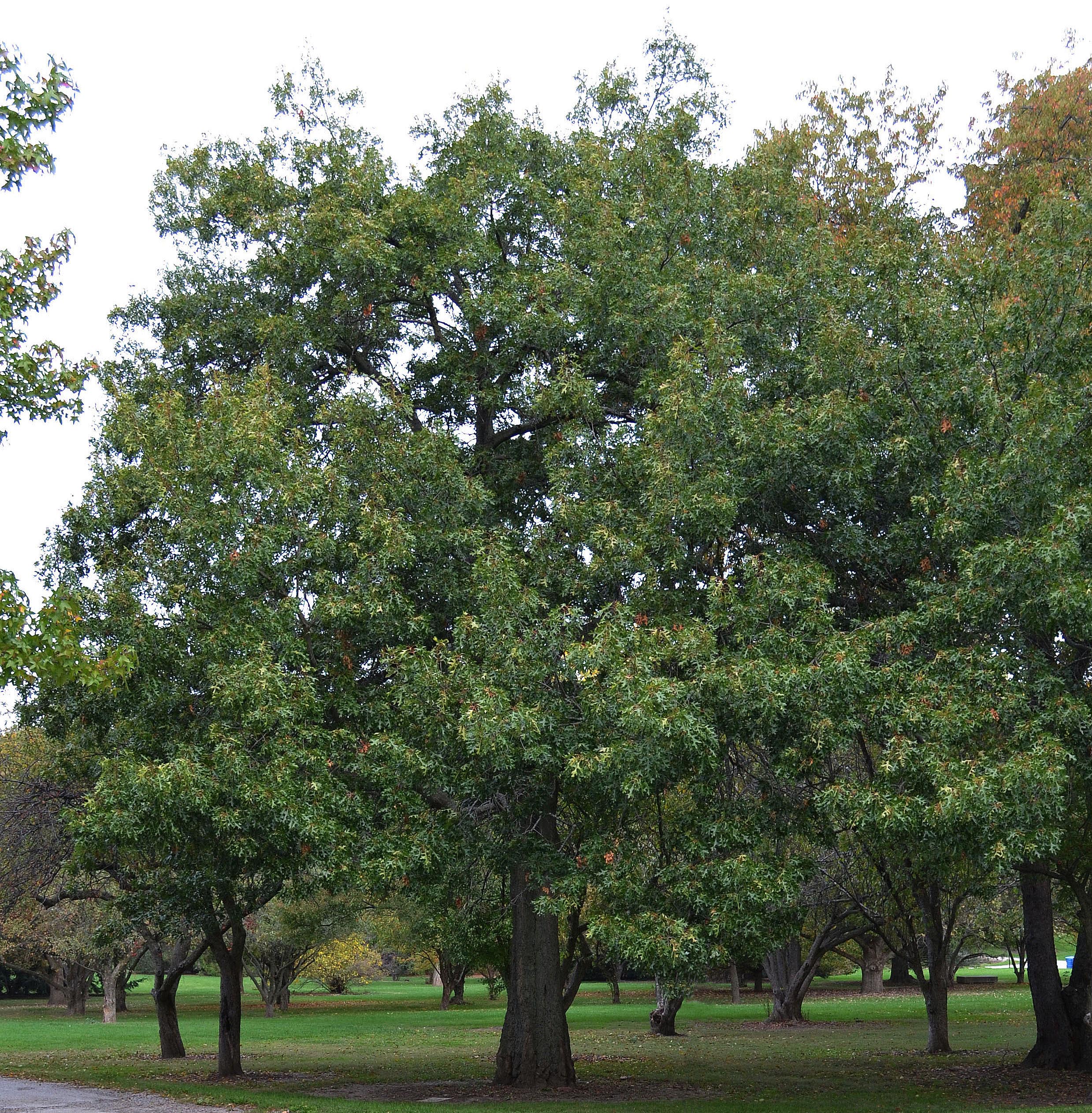 Quercus coccinea – Purdue Arboretum Explorer