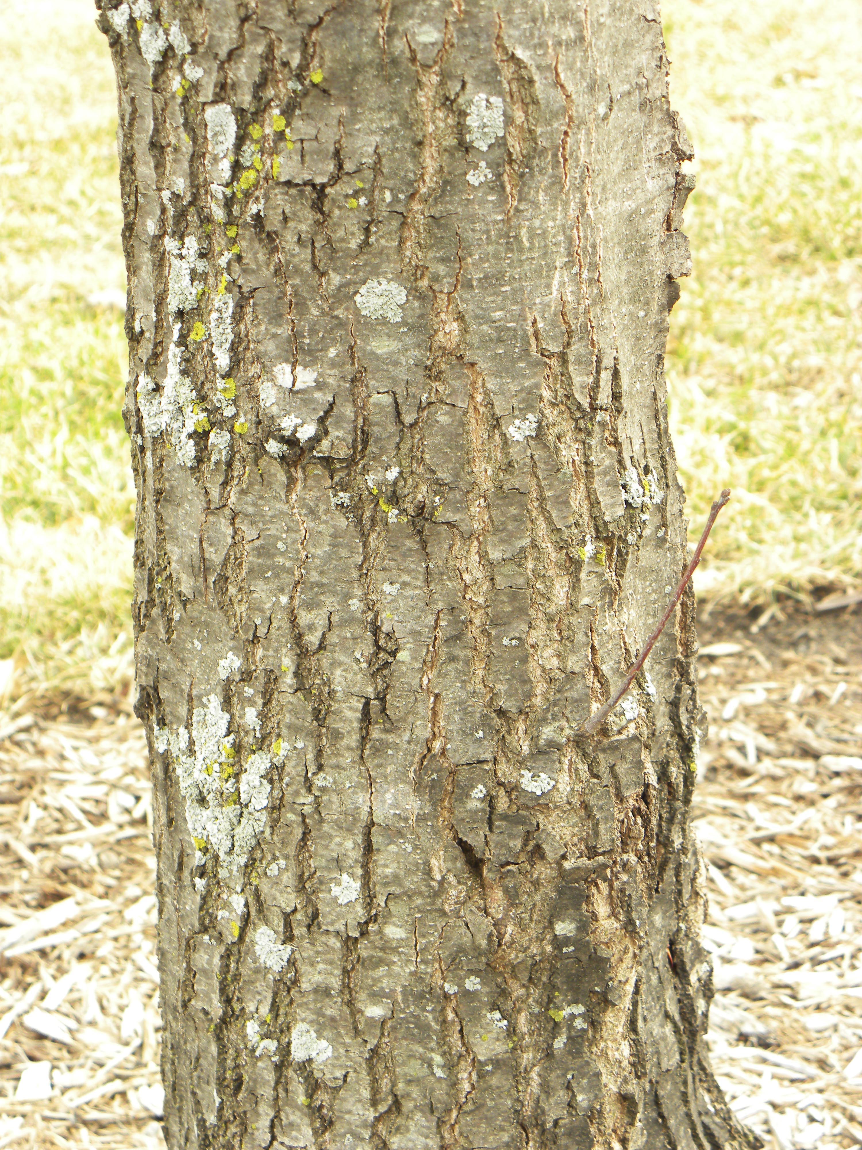 Quercus ellipsoidalis – Purdue Arboretum Explorer