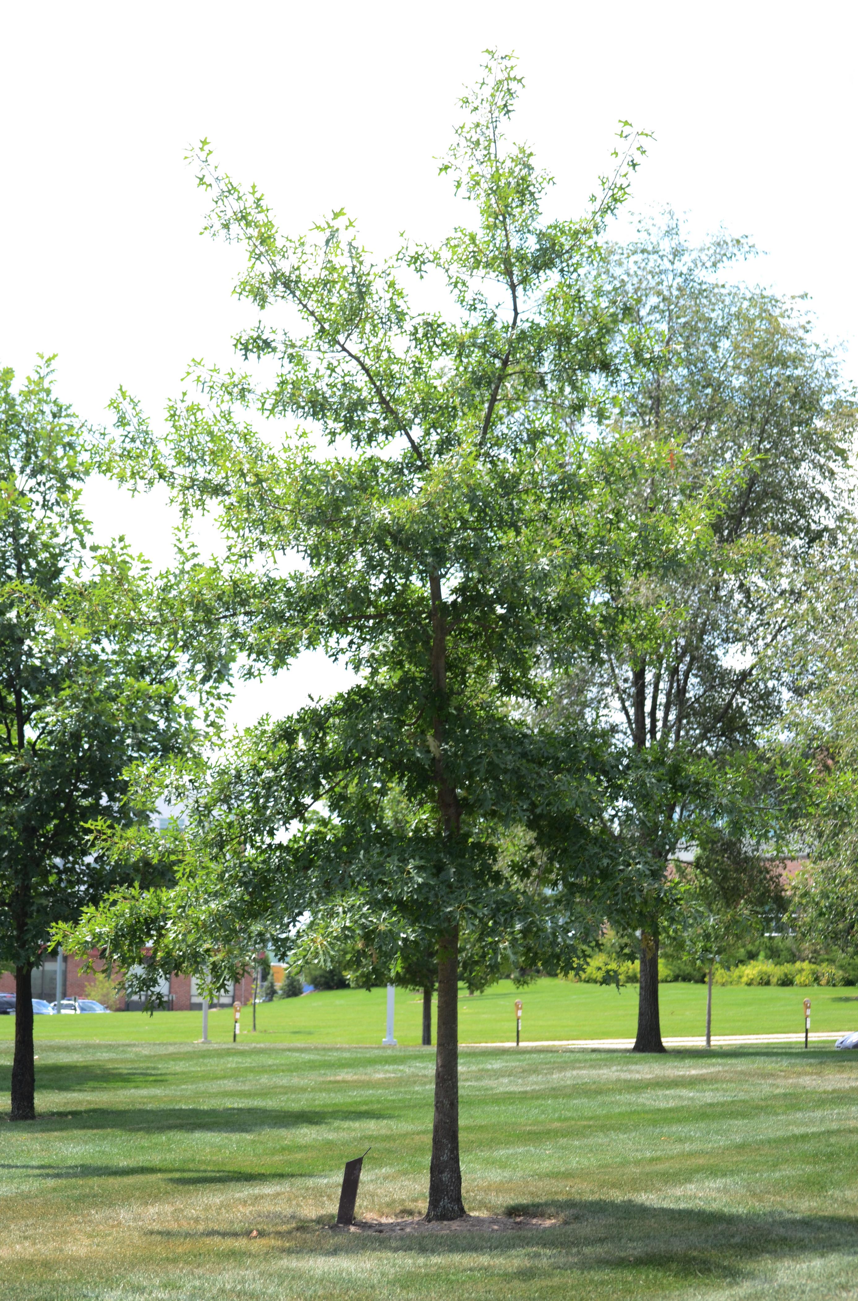 Quercus ellipsoidalis – Purdue Arboretum Explorer