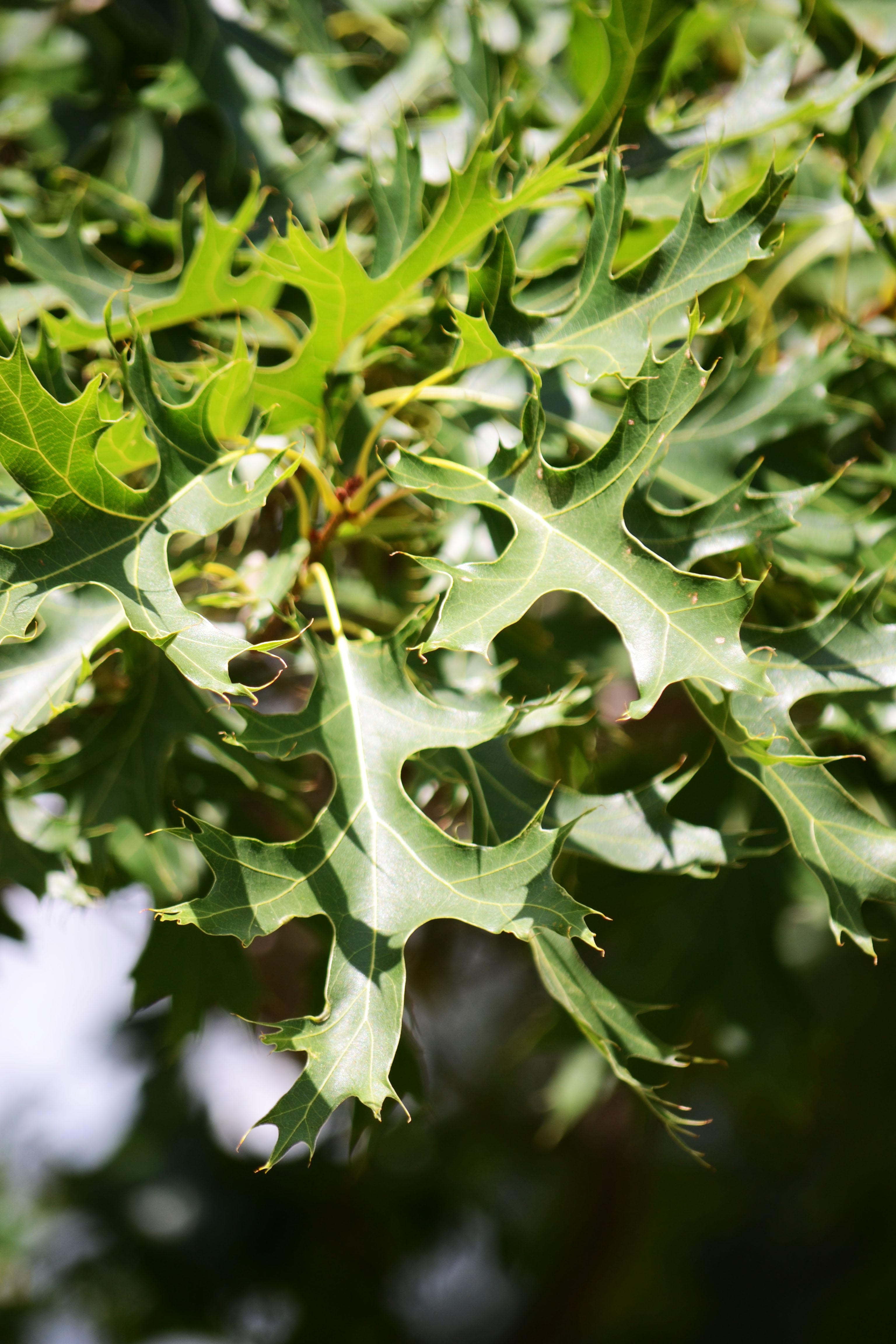 Quercus ellipsoidalis – Purdue Arboretum Explorer