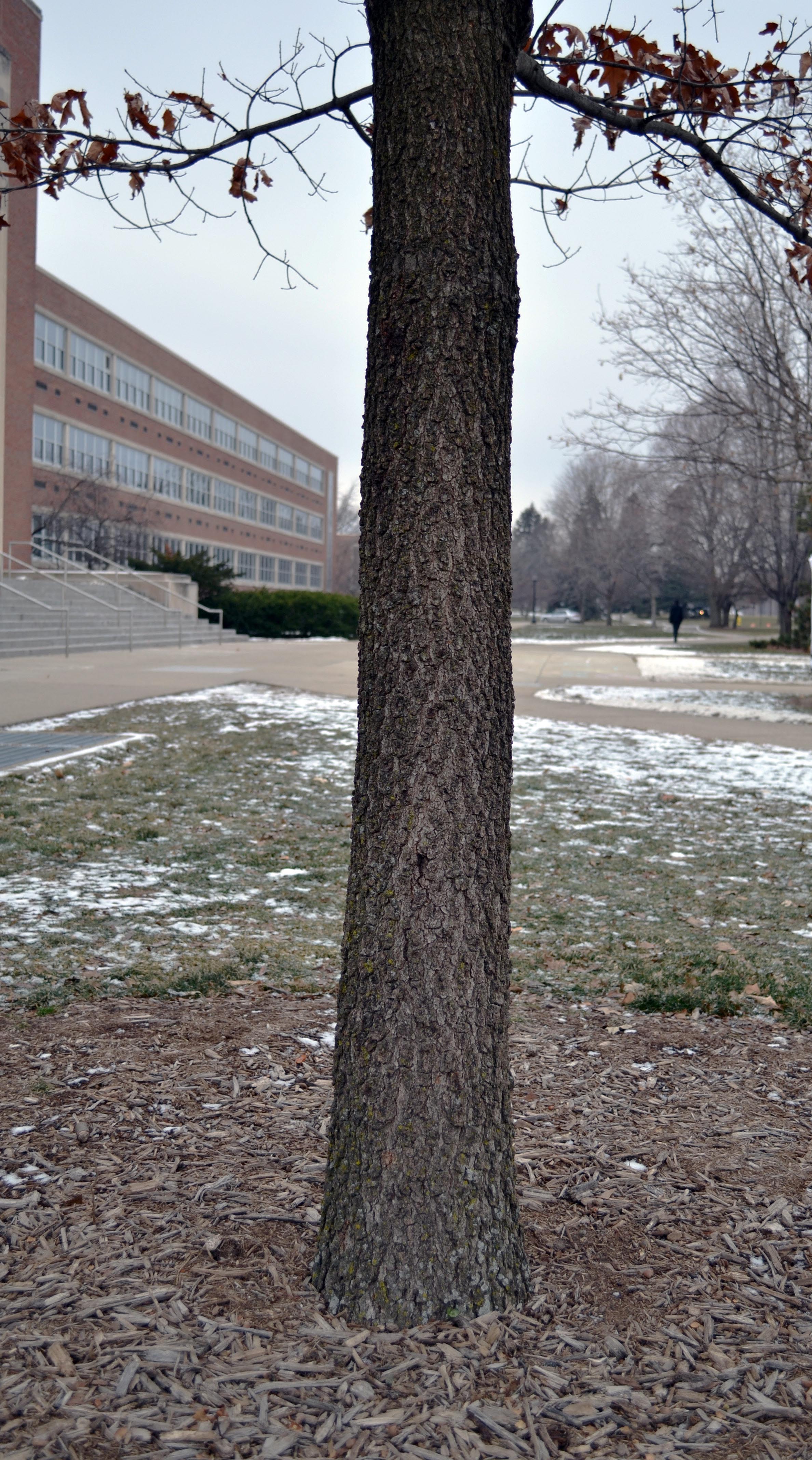 Quercus falcata – Purdue Arboretum Explorer