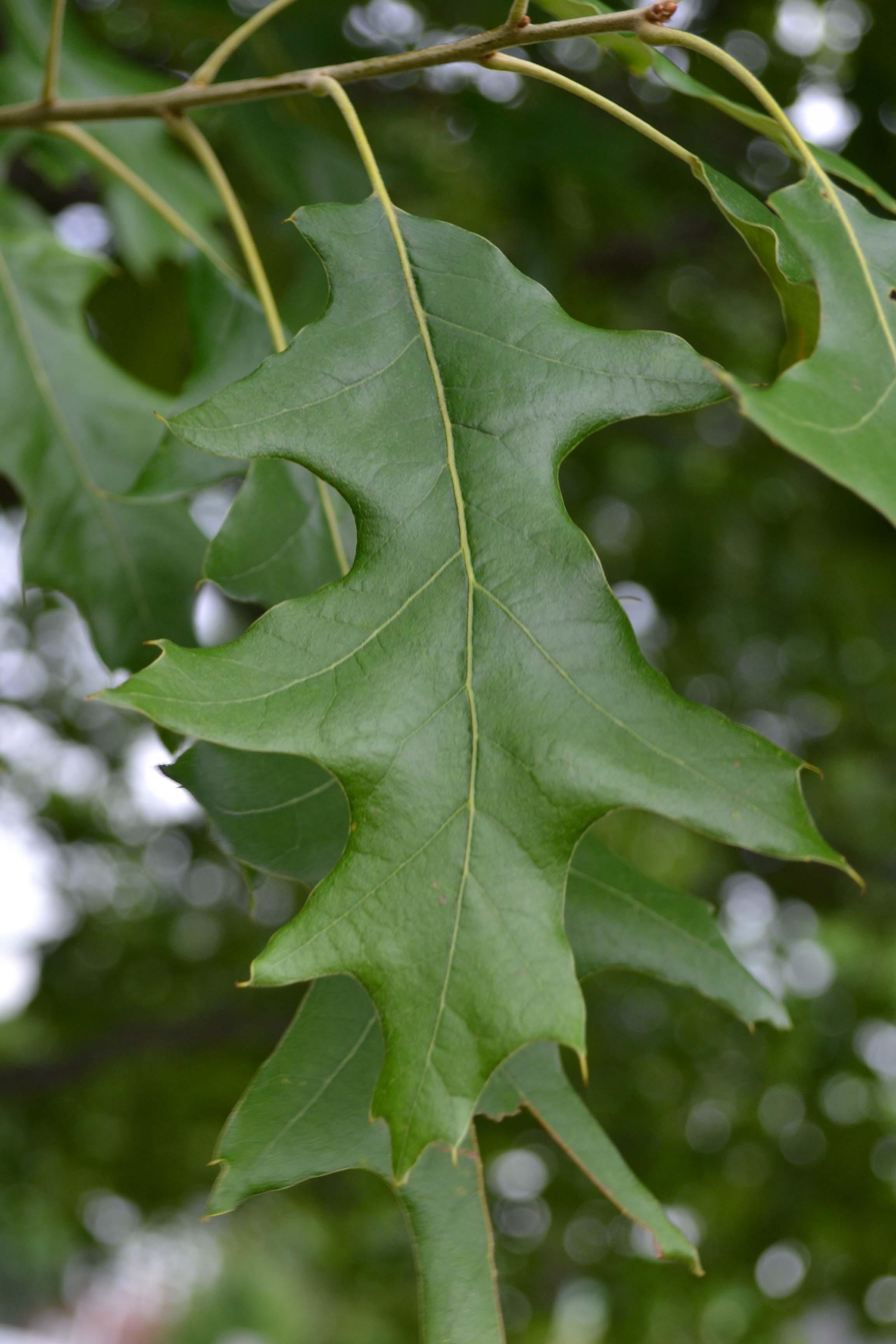 Quercus falcata – Purdue Arboretum Explorer