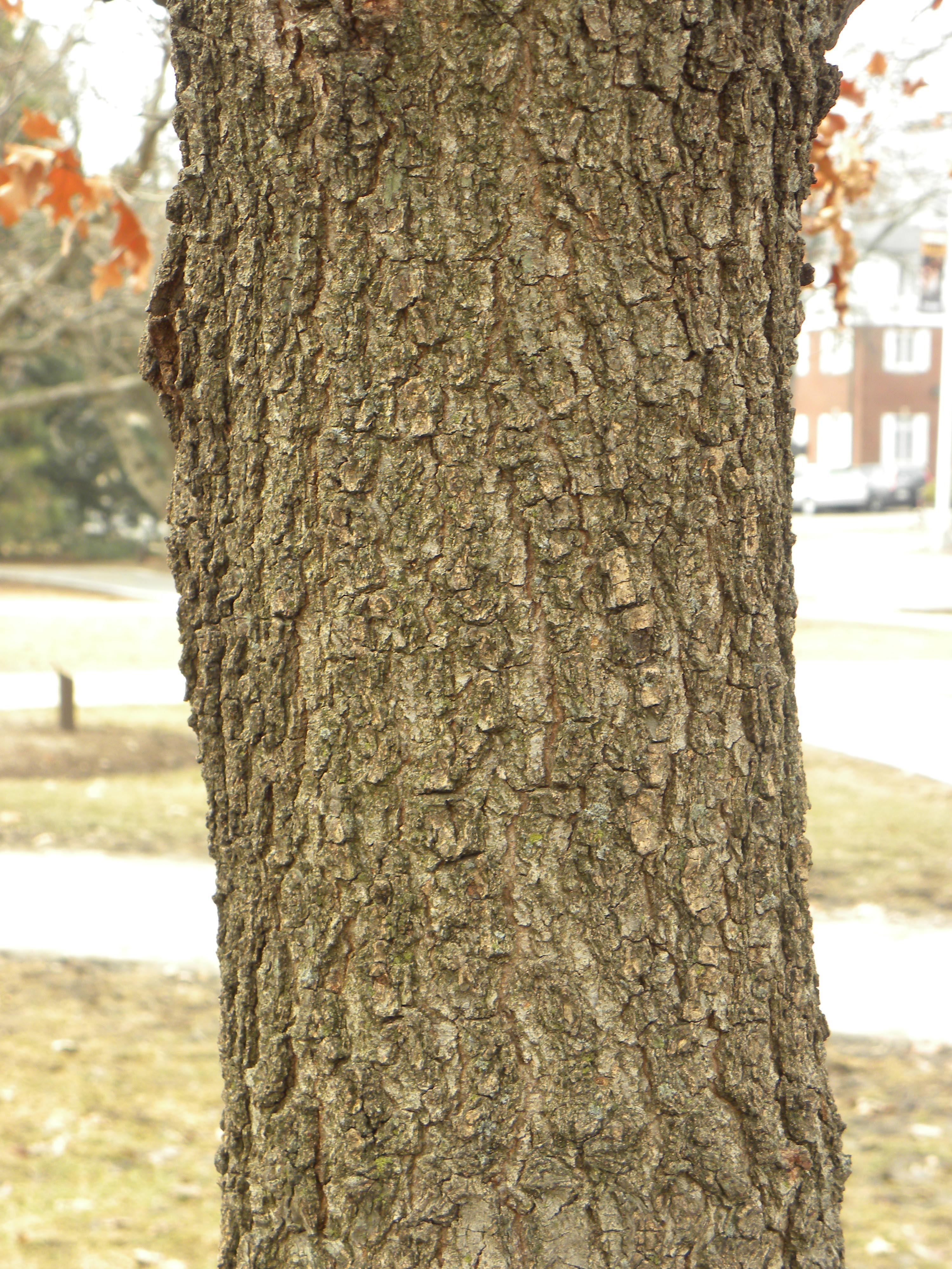 Quercus falcata – Purdue Arboretum Explorer