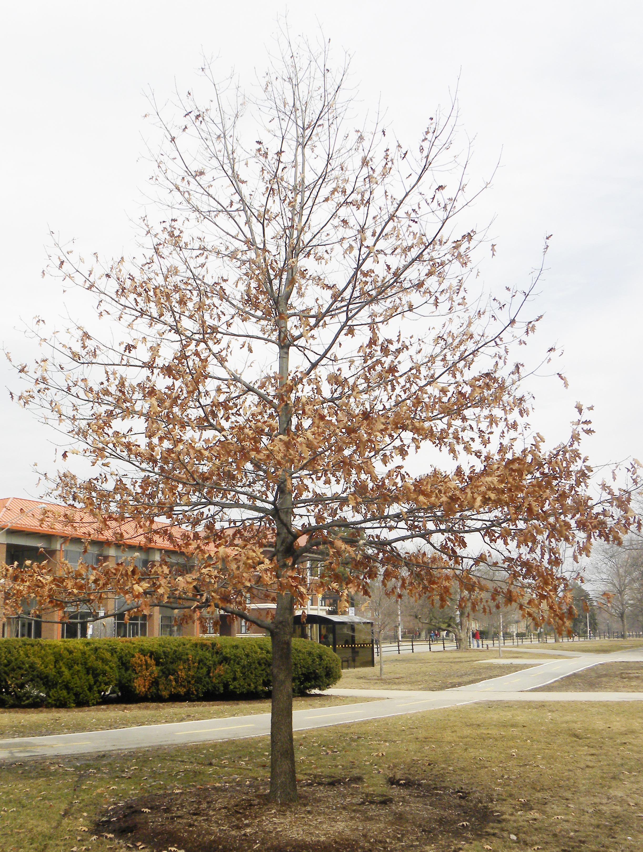Quercus falcata – Purdue Arboretum Explorer