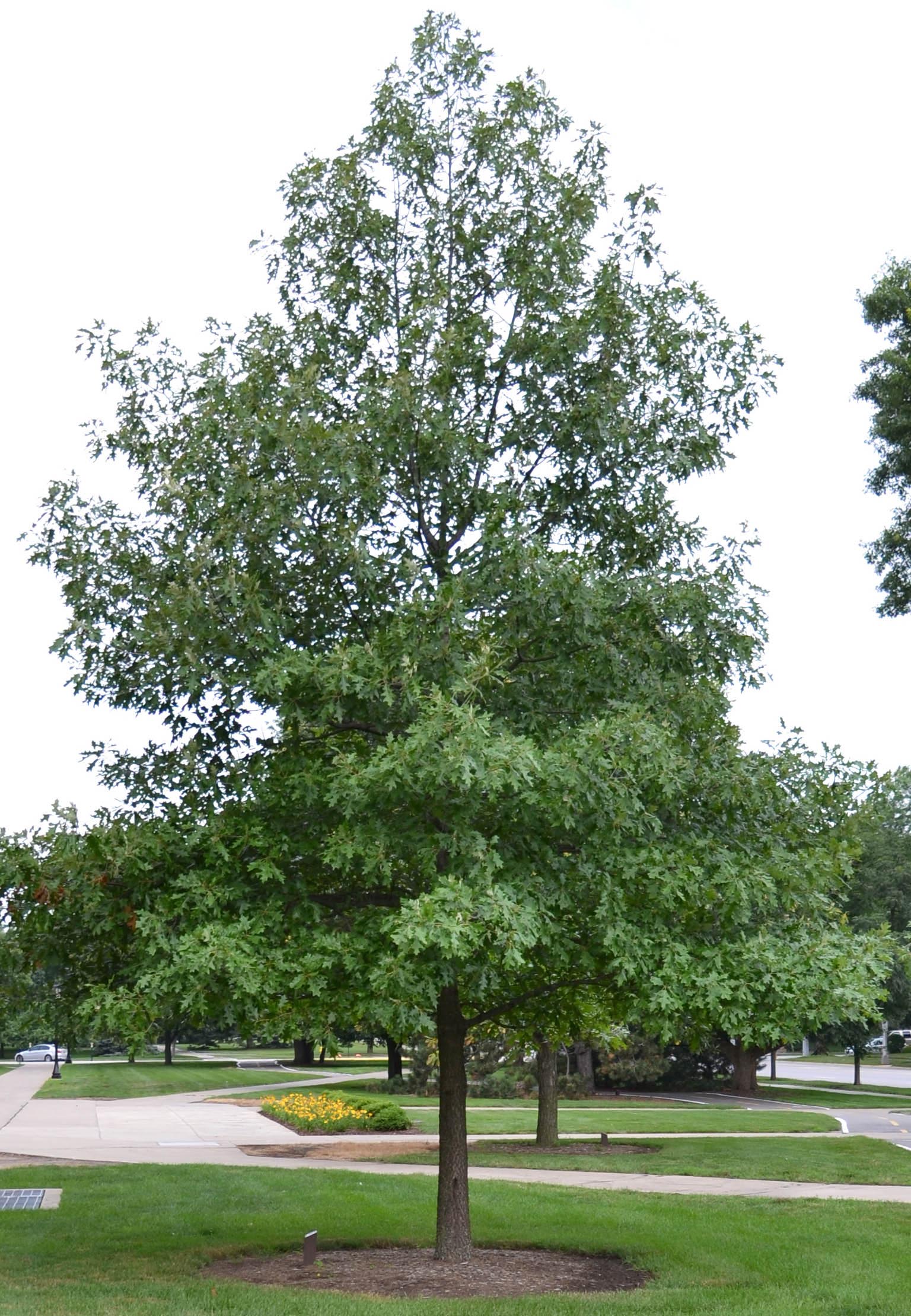 Quercus falcata – Purdue Arboretum Explorer