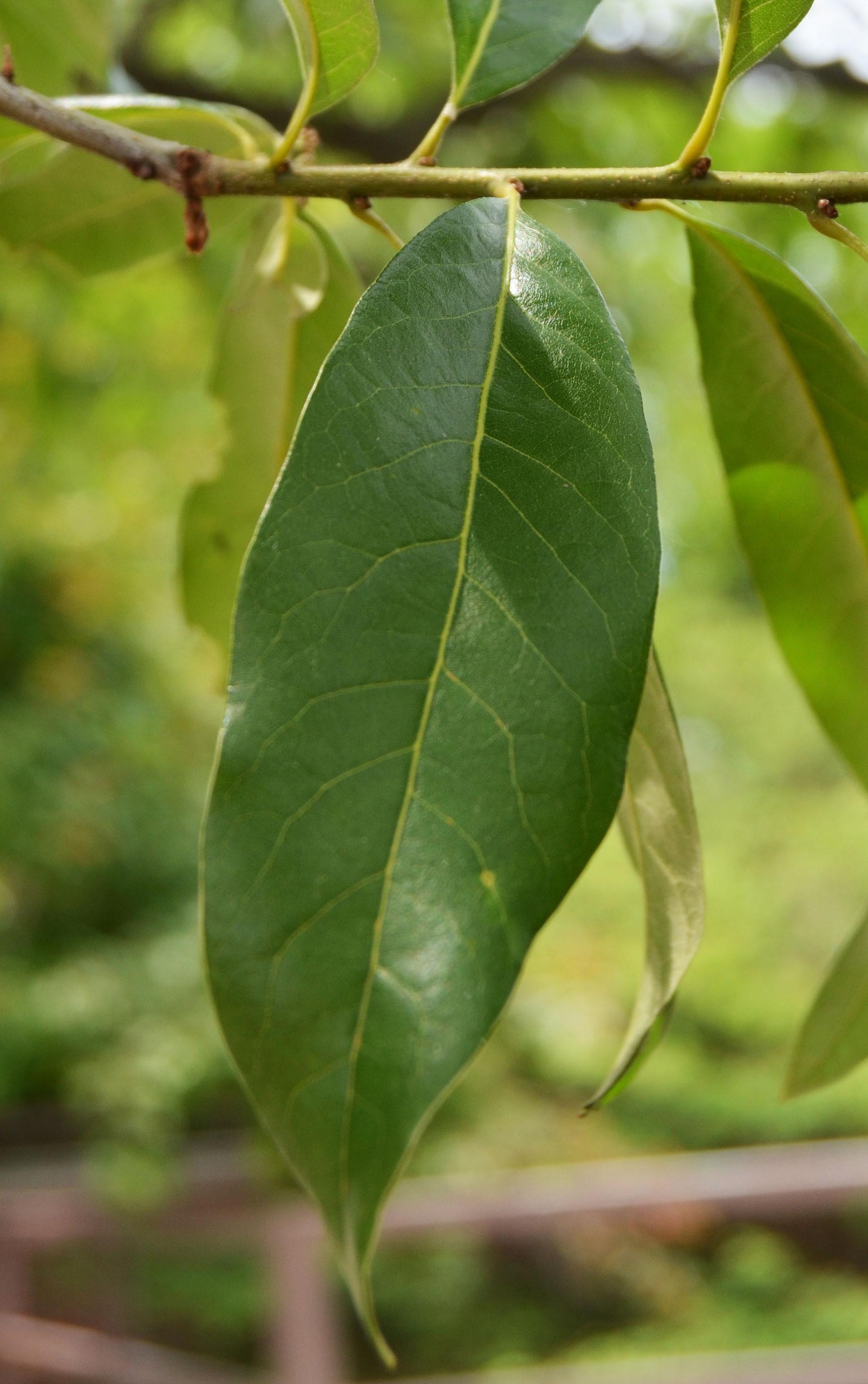 Quercus imbricaria – Purdue Arboretum Explorer