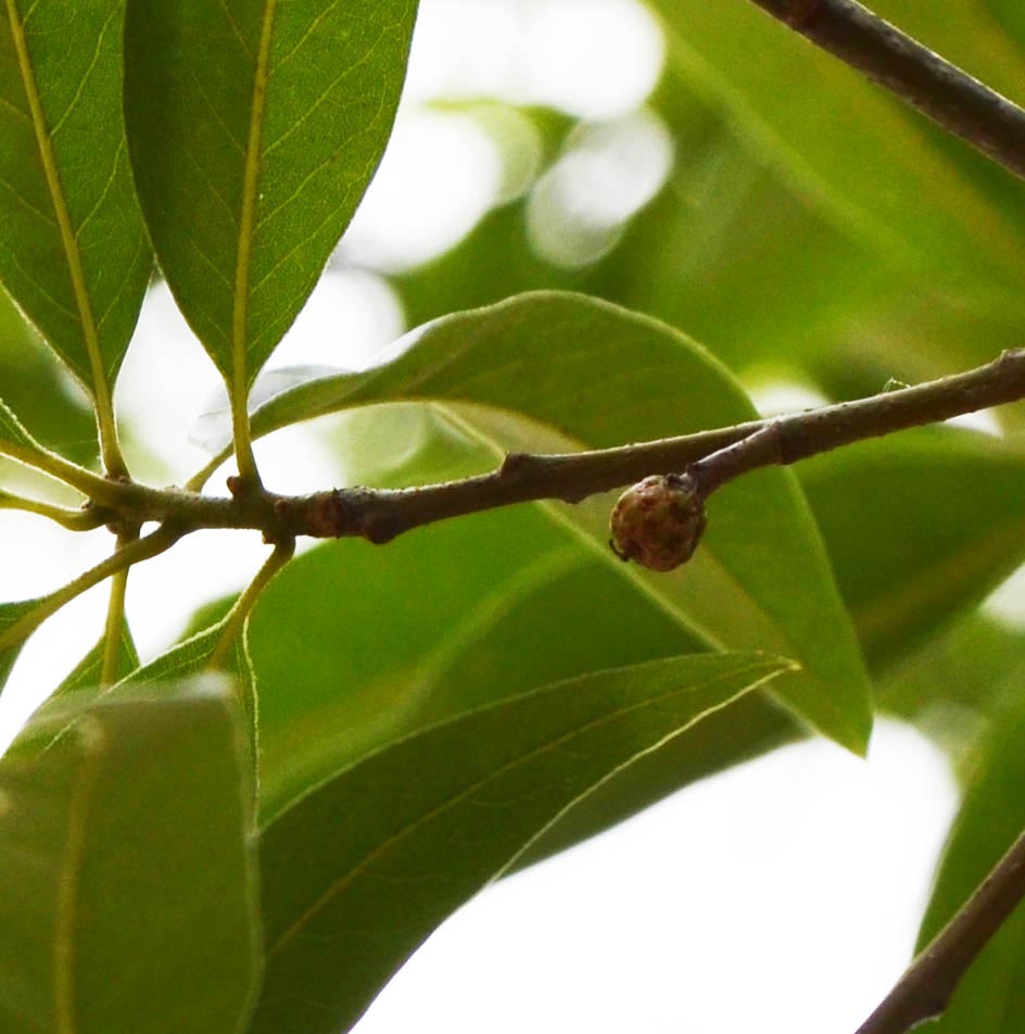 Quercus imbricaria – Purdue Arboretum Explorer