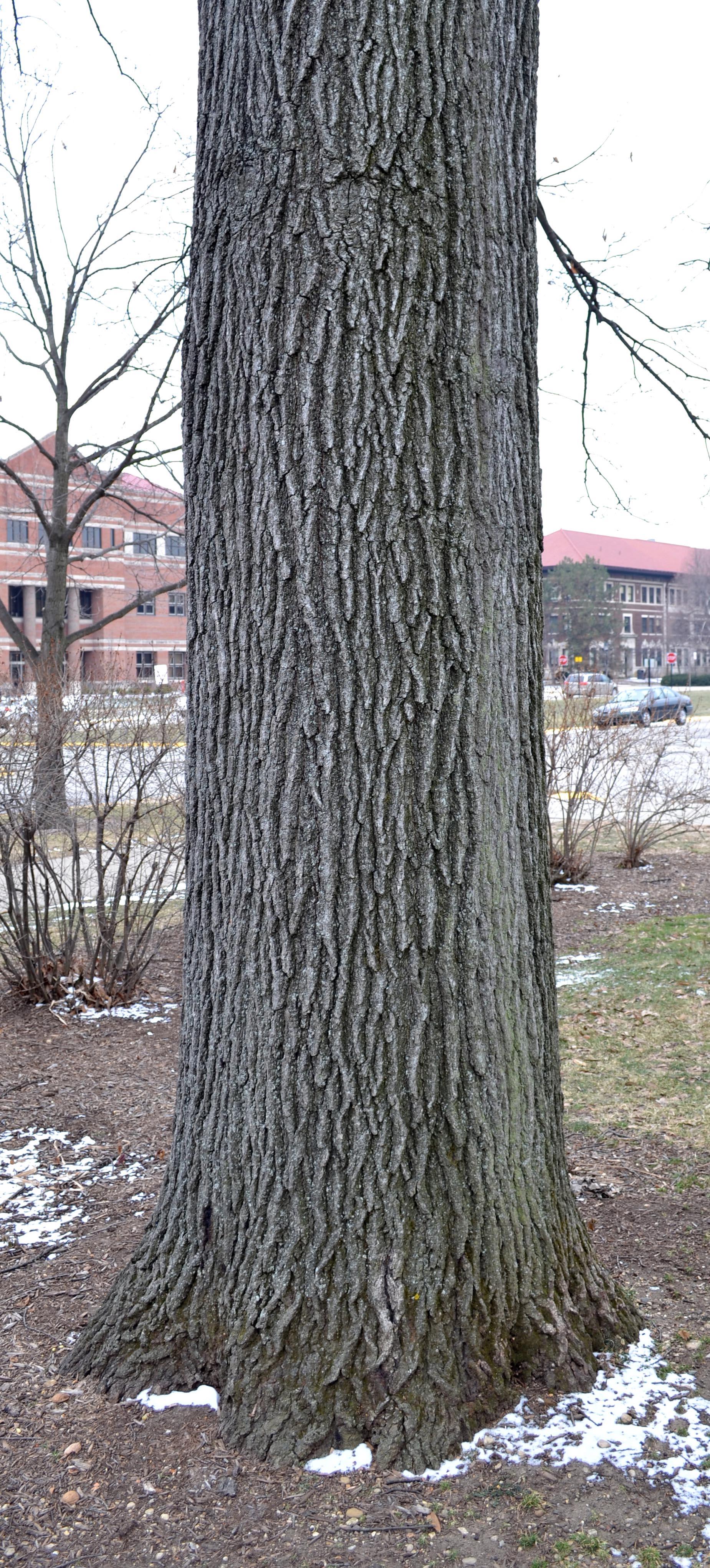 Quercus imbricaria – Purdue Arboretum Explorer