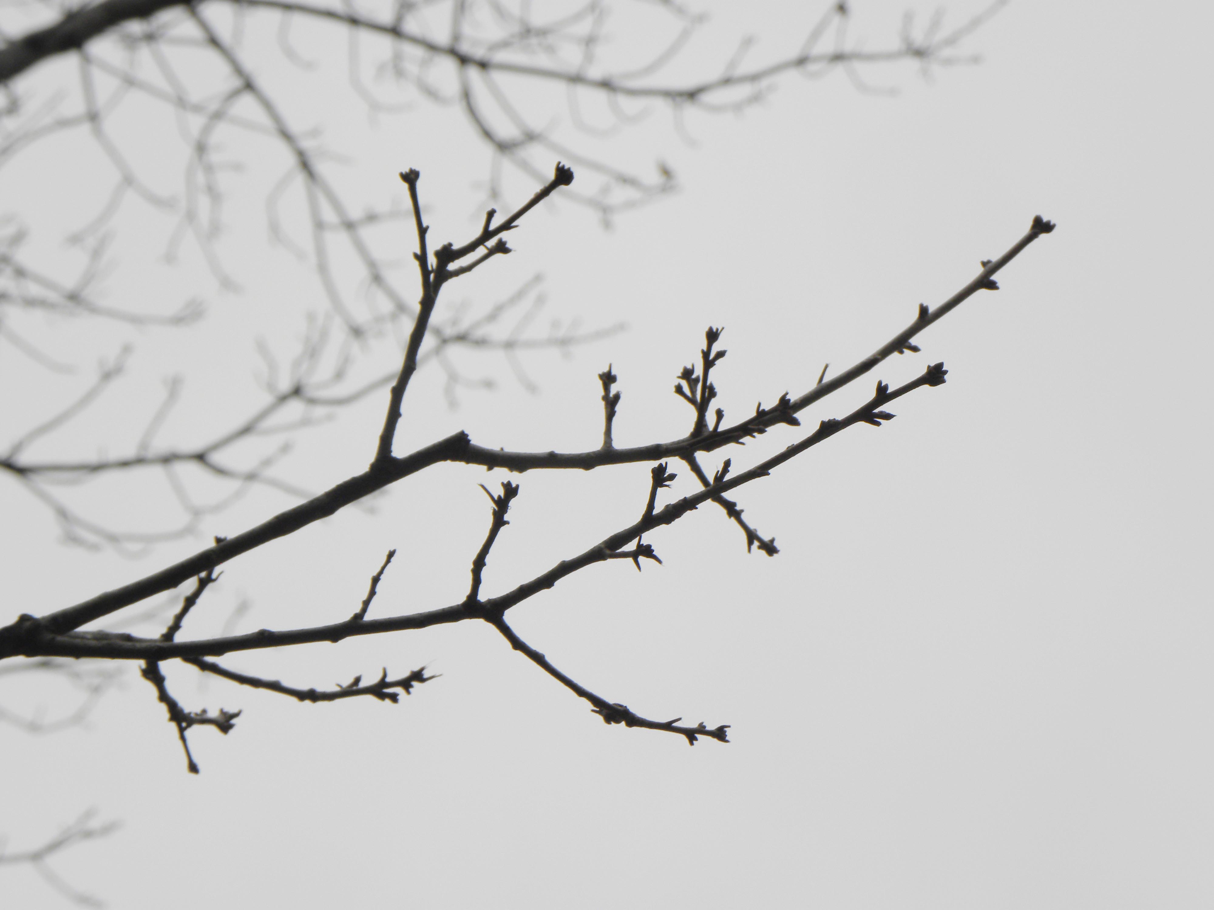 Quercus imbricaria – Purdue Arboretum Explorer