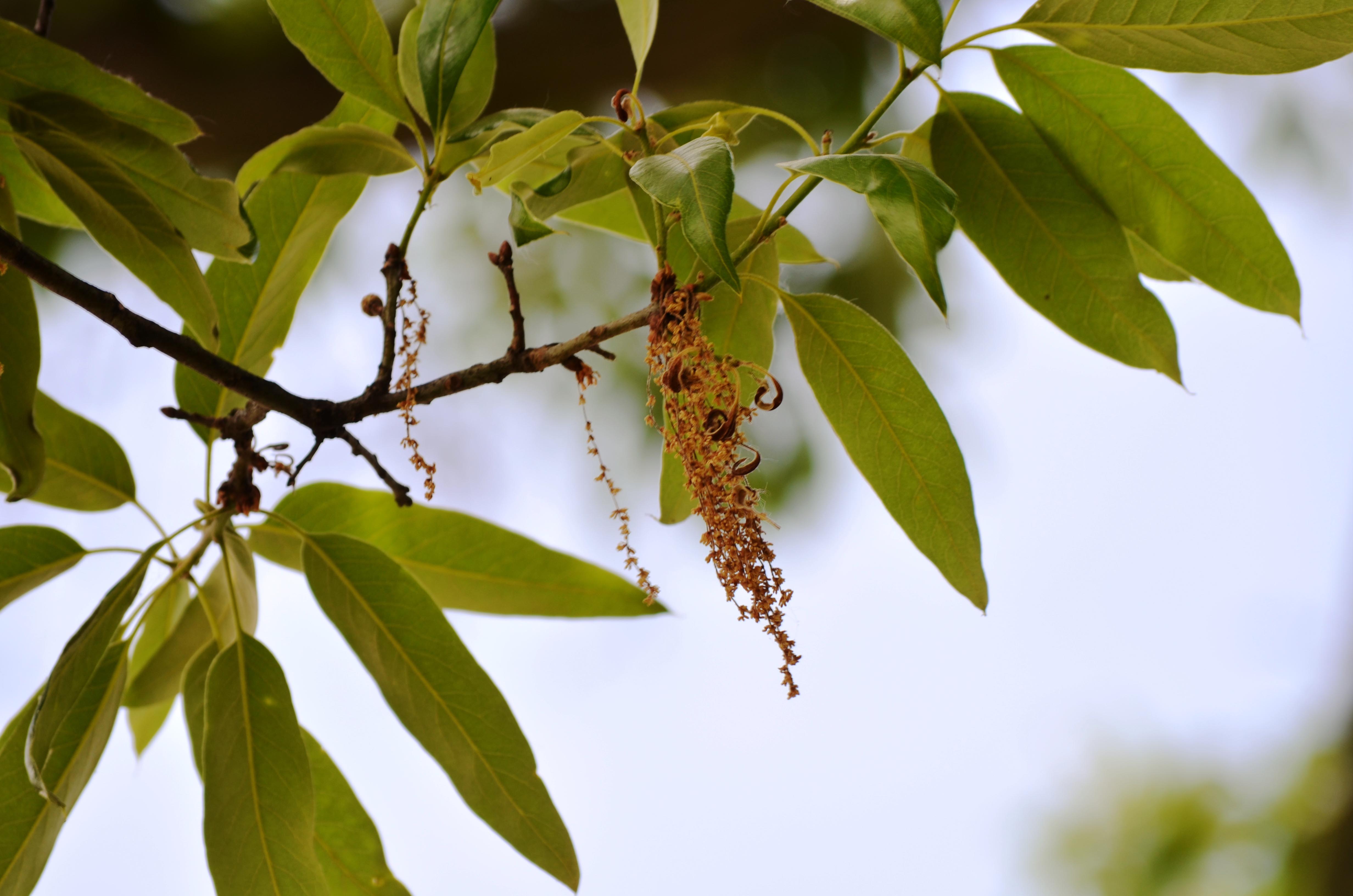 Quercus imbricaria – Purdue Arboretum Explorer