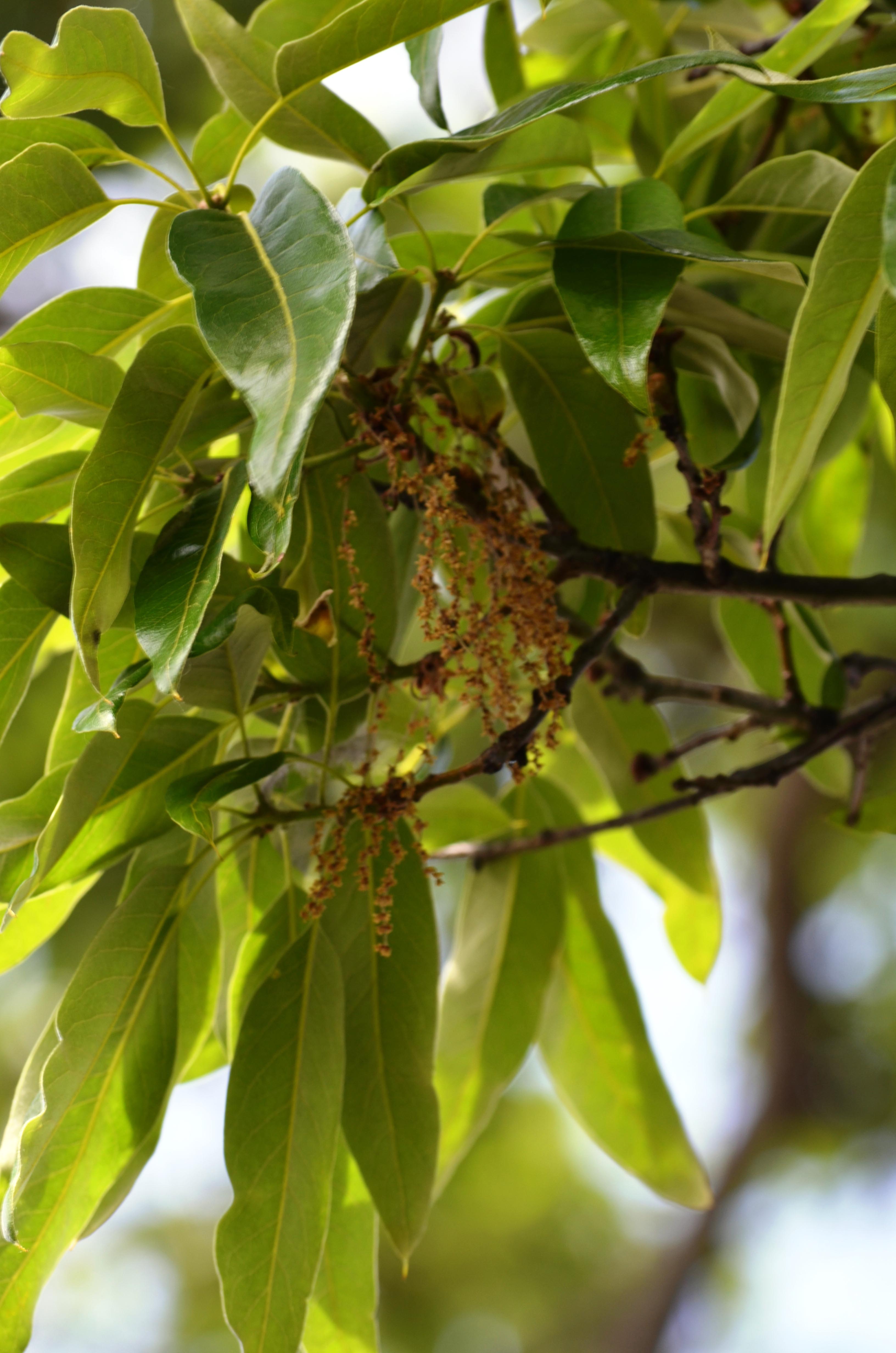 Quercus imbricaria – Purdue Arboretum Explorer
