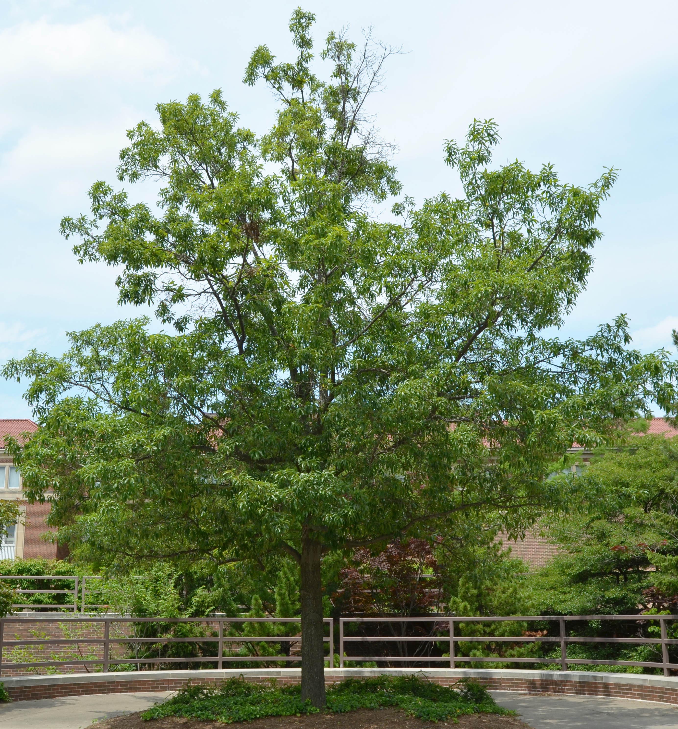 Quercus imbricaria – Purdue Arboretum Explorer