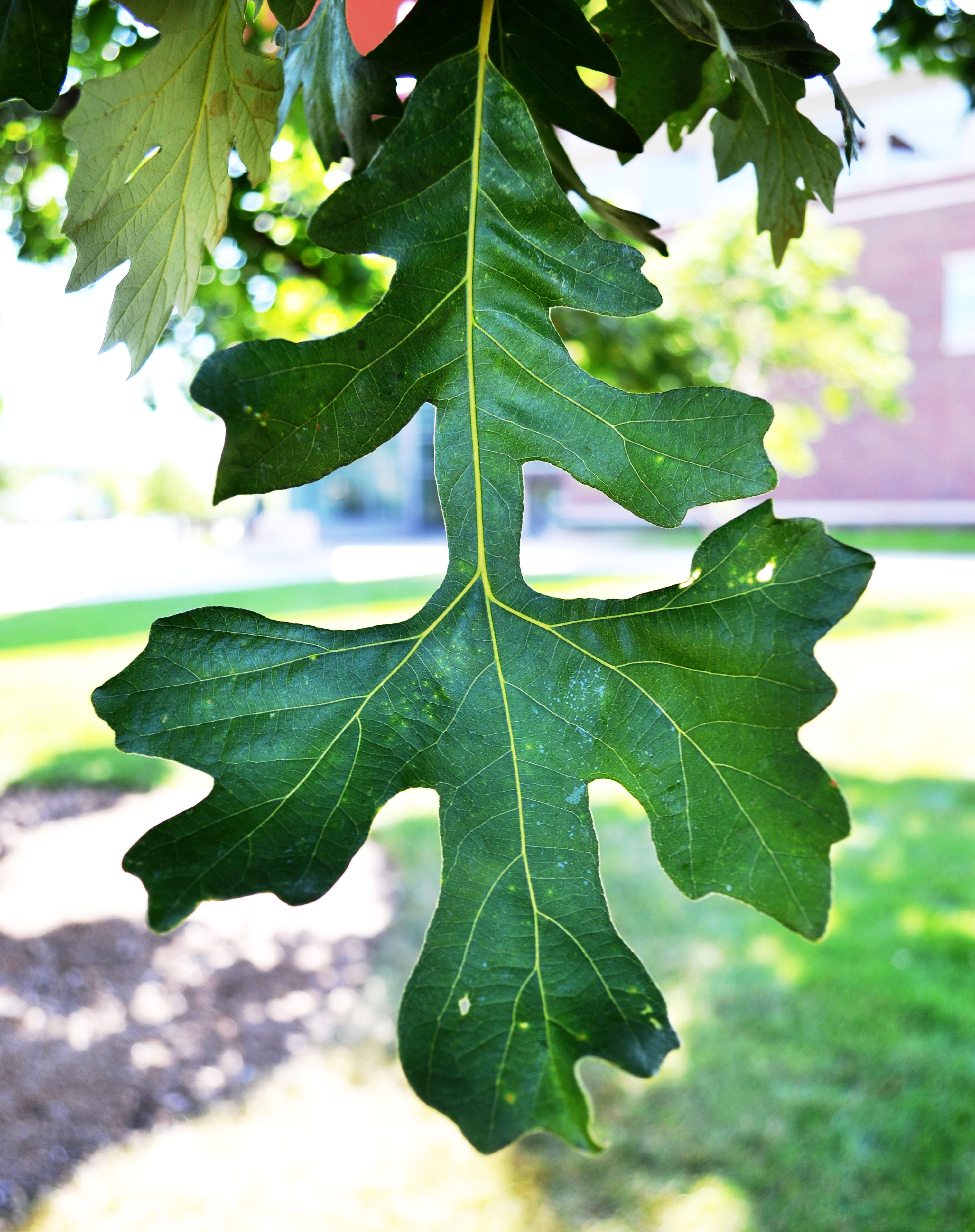Quercus macrocarpa – Purdue Arboretum Explorer