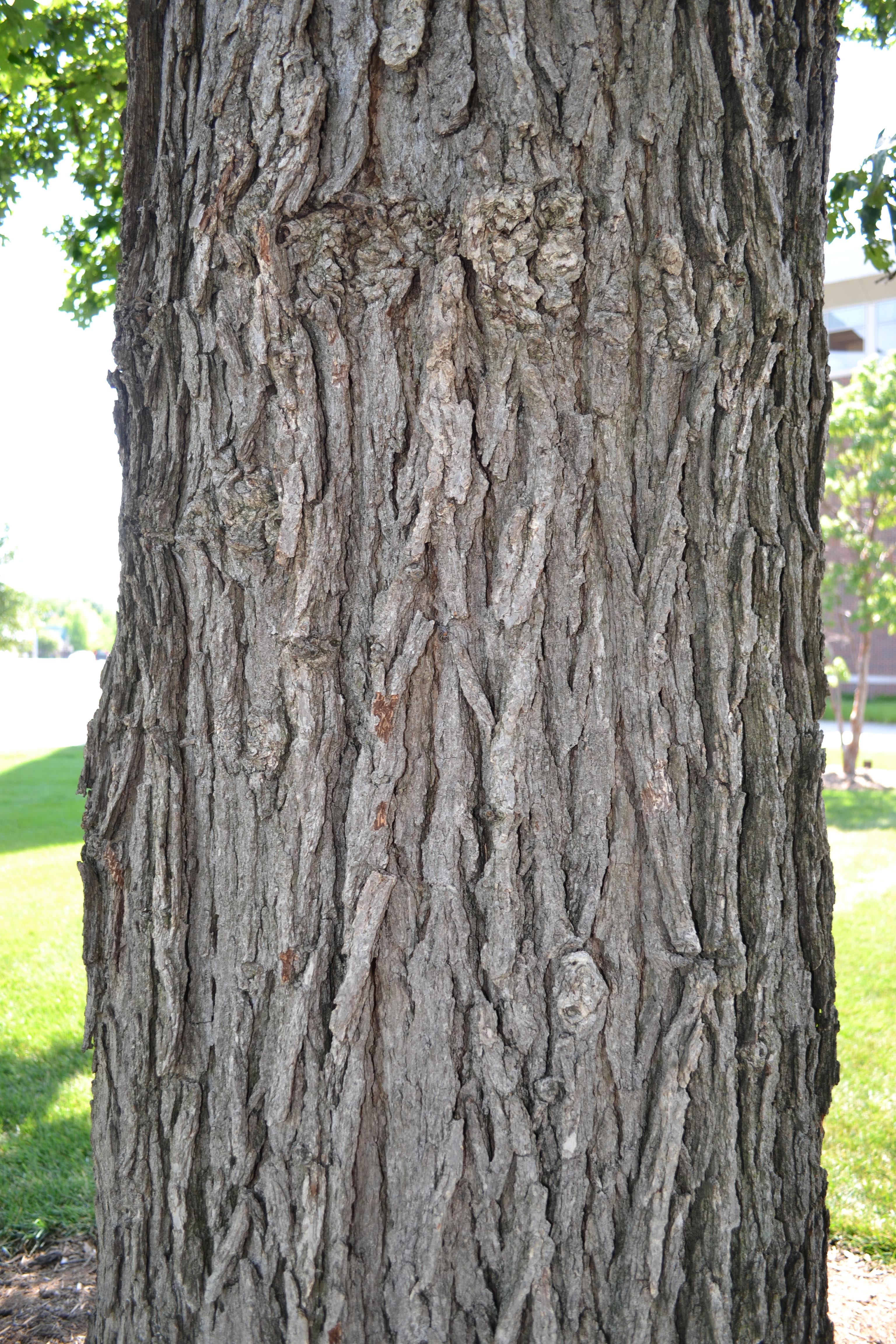 Quercus macrocarpa – Purdue Arboretum Explorer