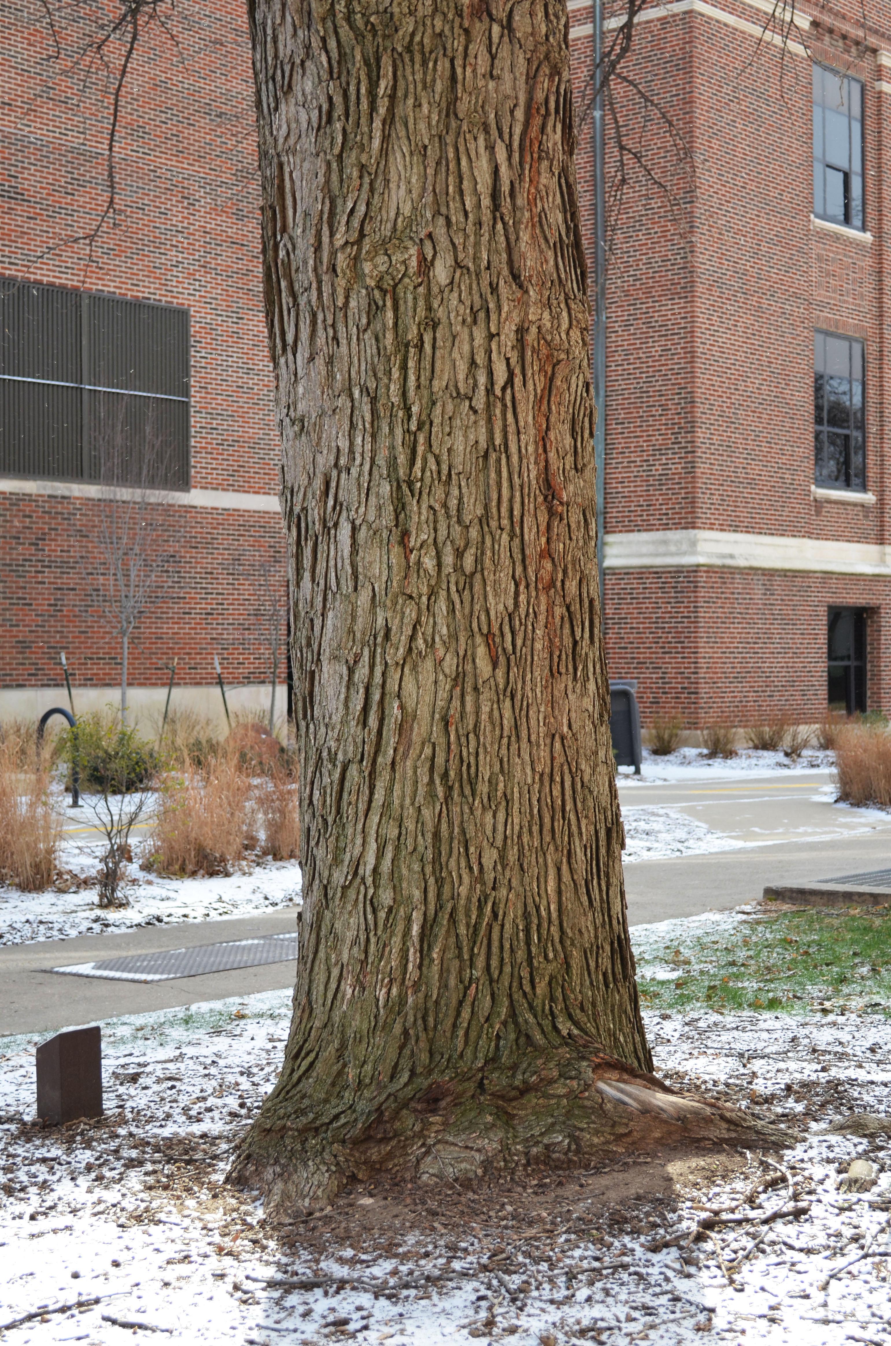 Quercus macrocarpa – Purdue Arboretum Explorer