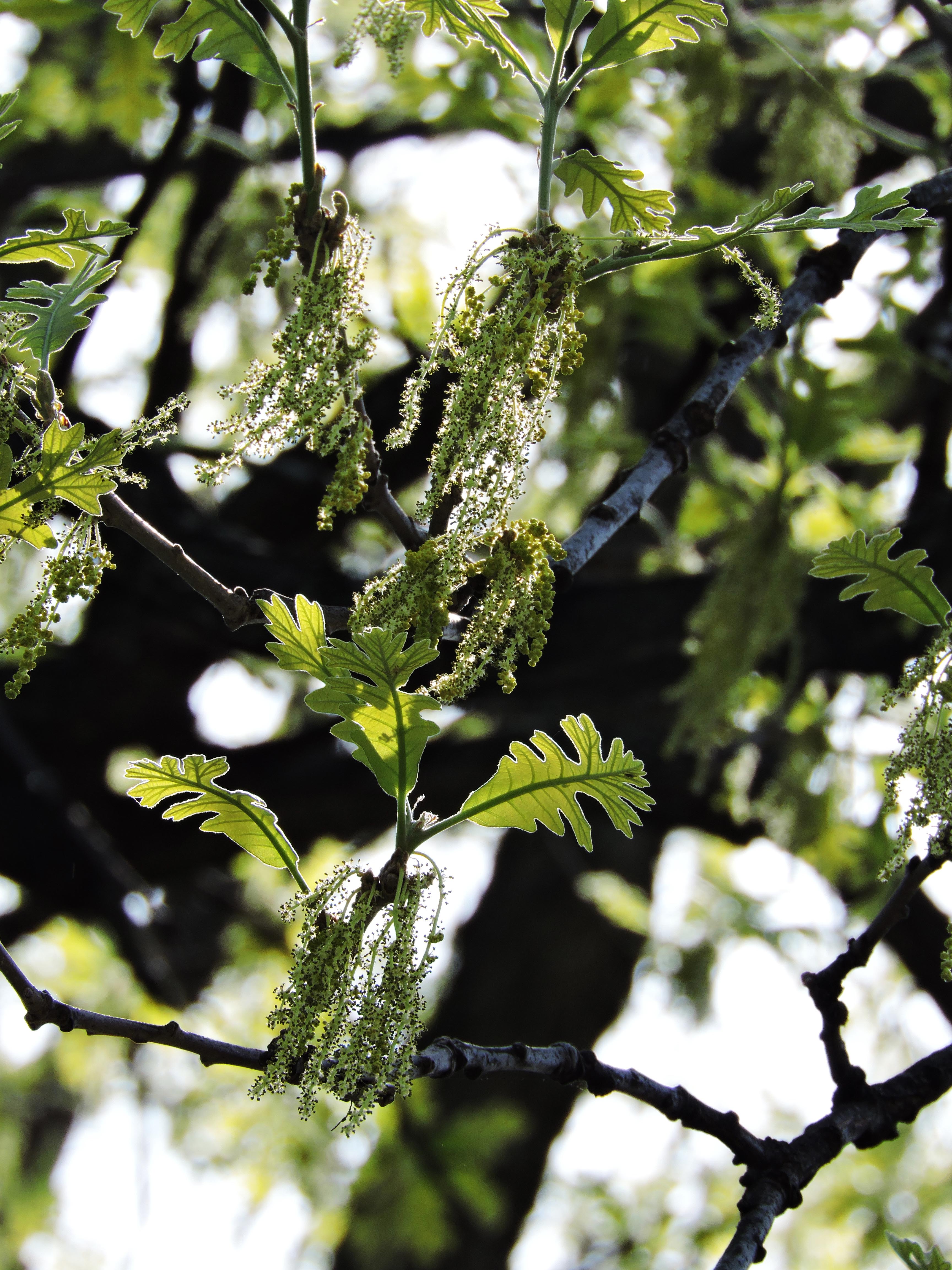 Quercus macrocarpa – Purdue Arboretum Explorer