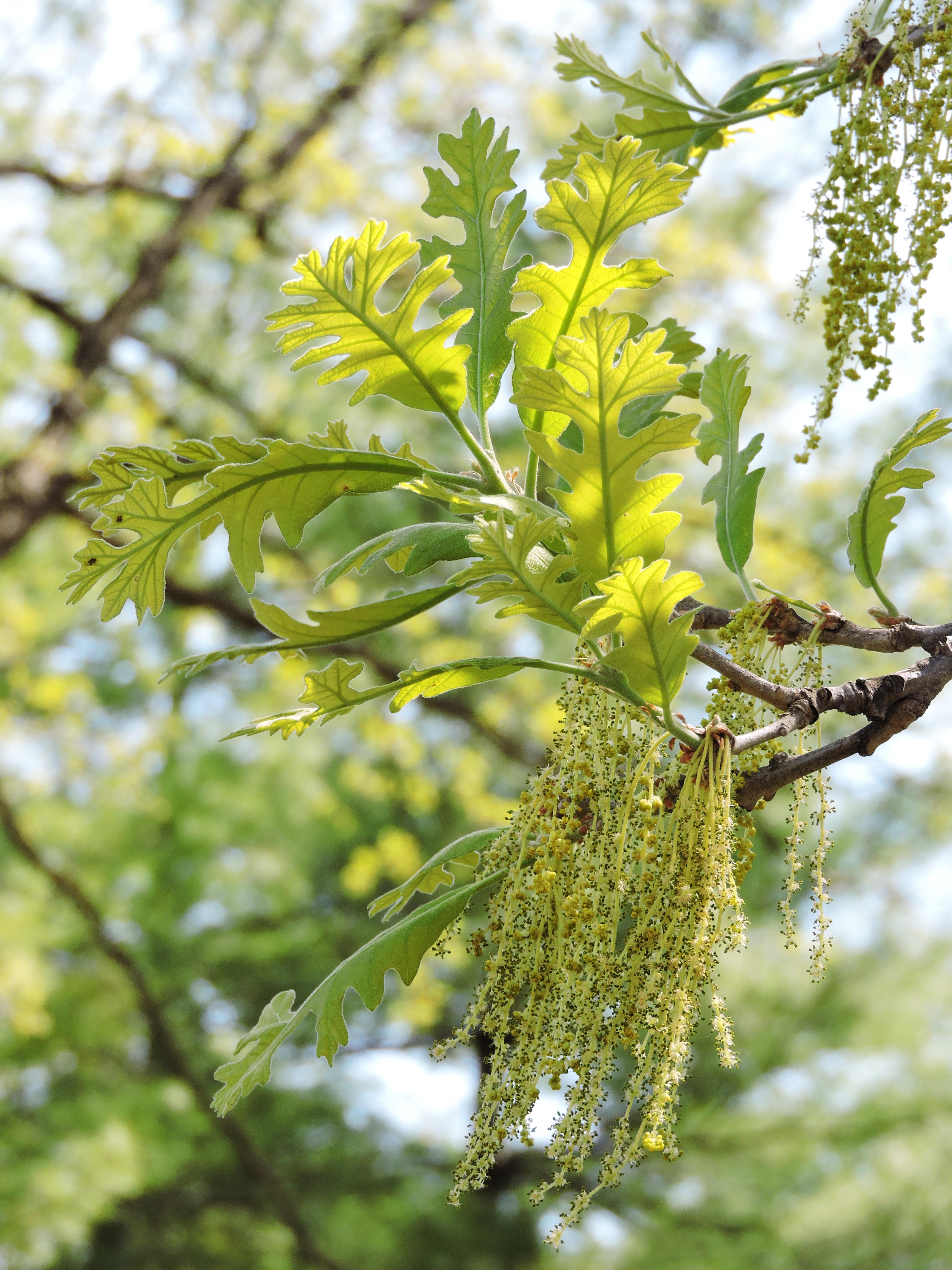 Quercus macrocarpa – Purdue Arboretum Explorer
