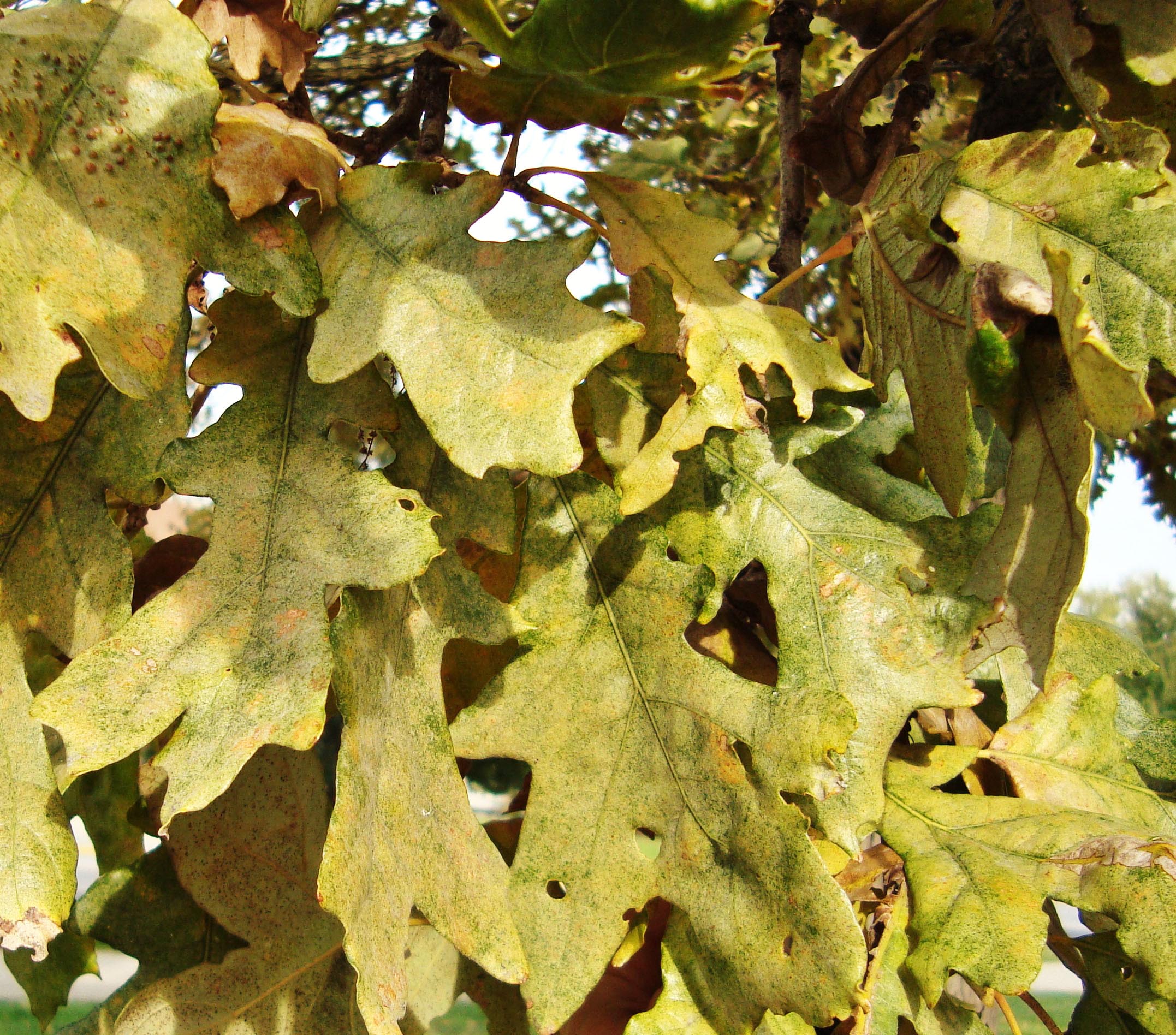 Quercus macrocarpa – Purdue Arboretum Explorer