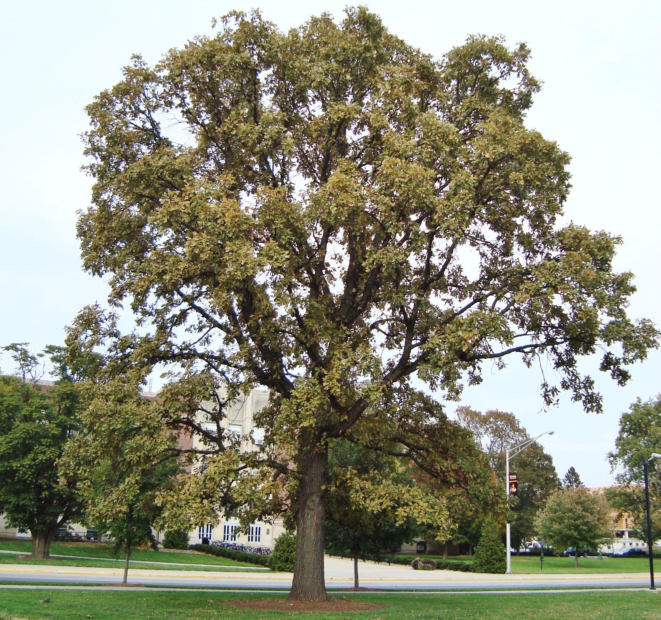 Quercus macrocarpa – Purdue Arboretum Explorer