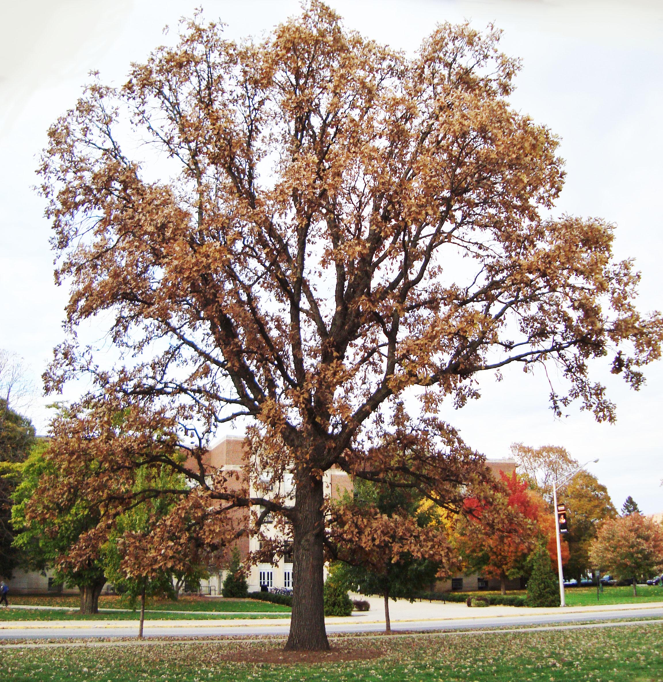 Quercus macrocarpa – Purdue Arboretum Explorer