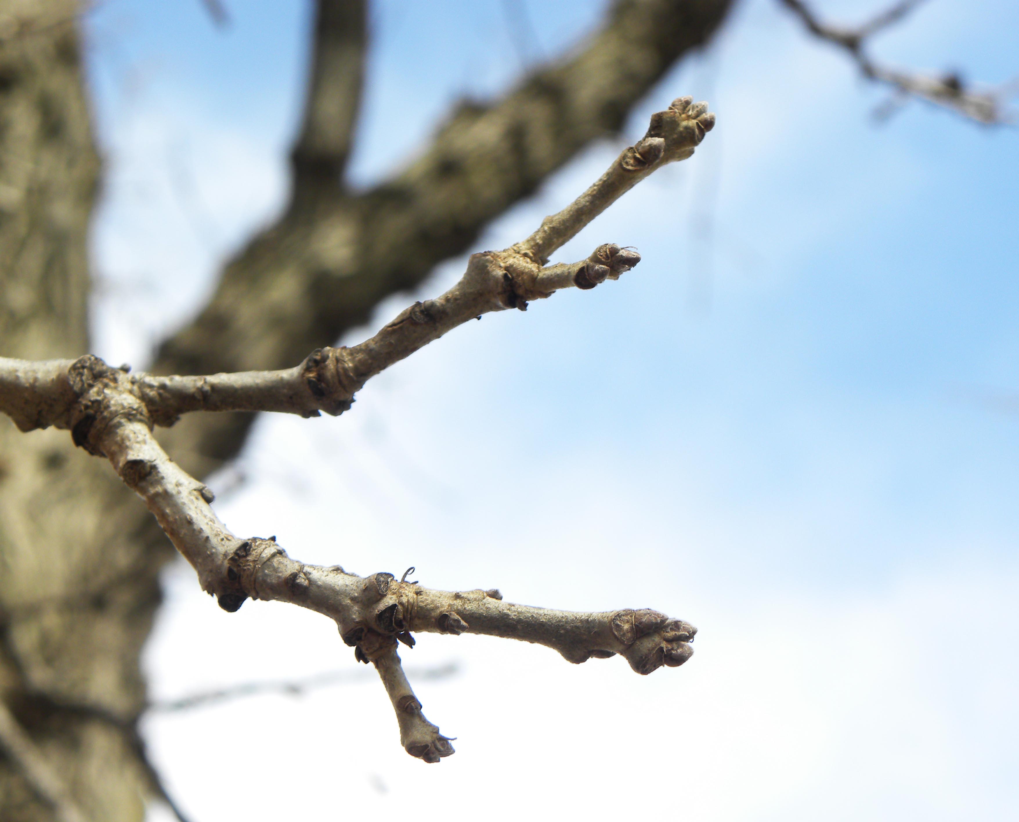 Quercus macrocarpa – Purdue Arboretum Explorer