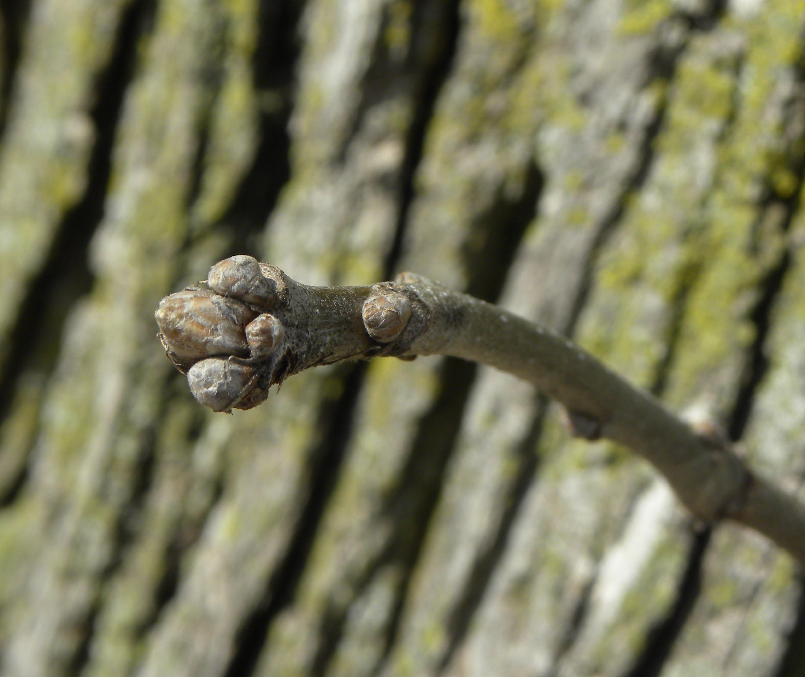 Quercus macrocarpa – Purdue Arboretum Explorer