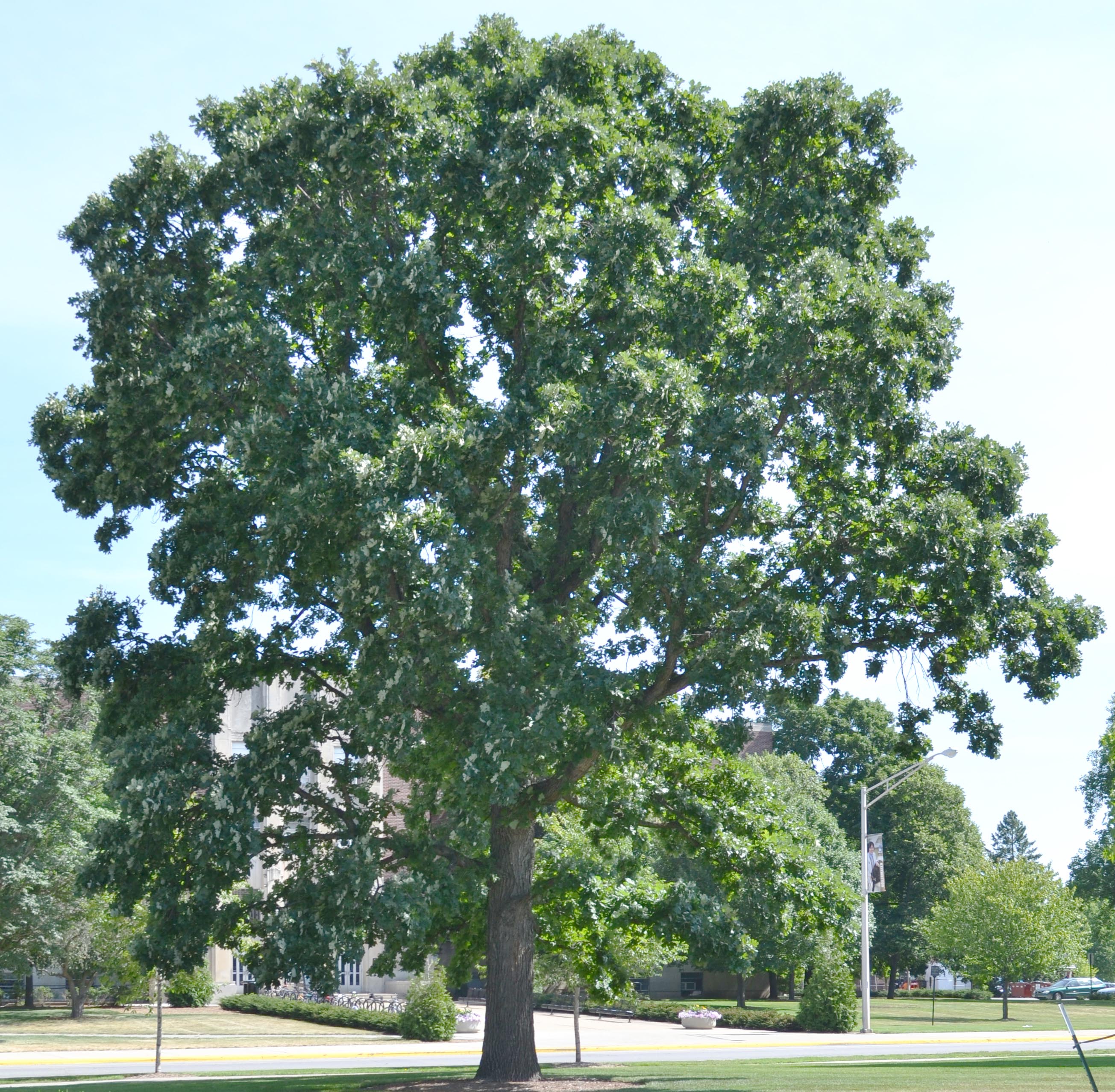 Quercus macrocarpa – Purdue Arboretum Explorer