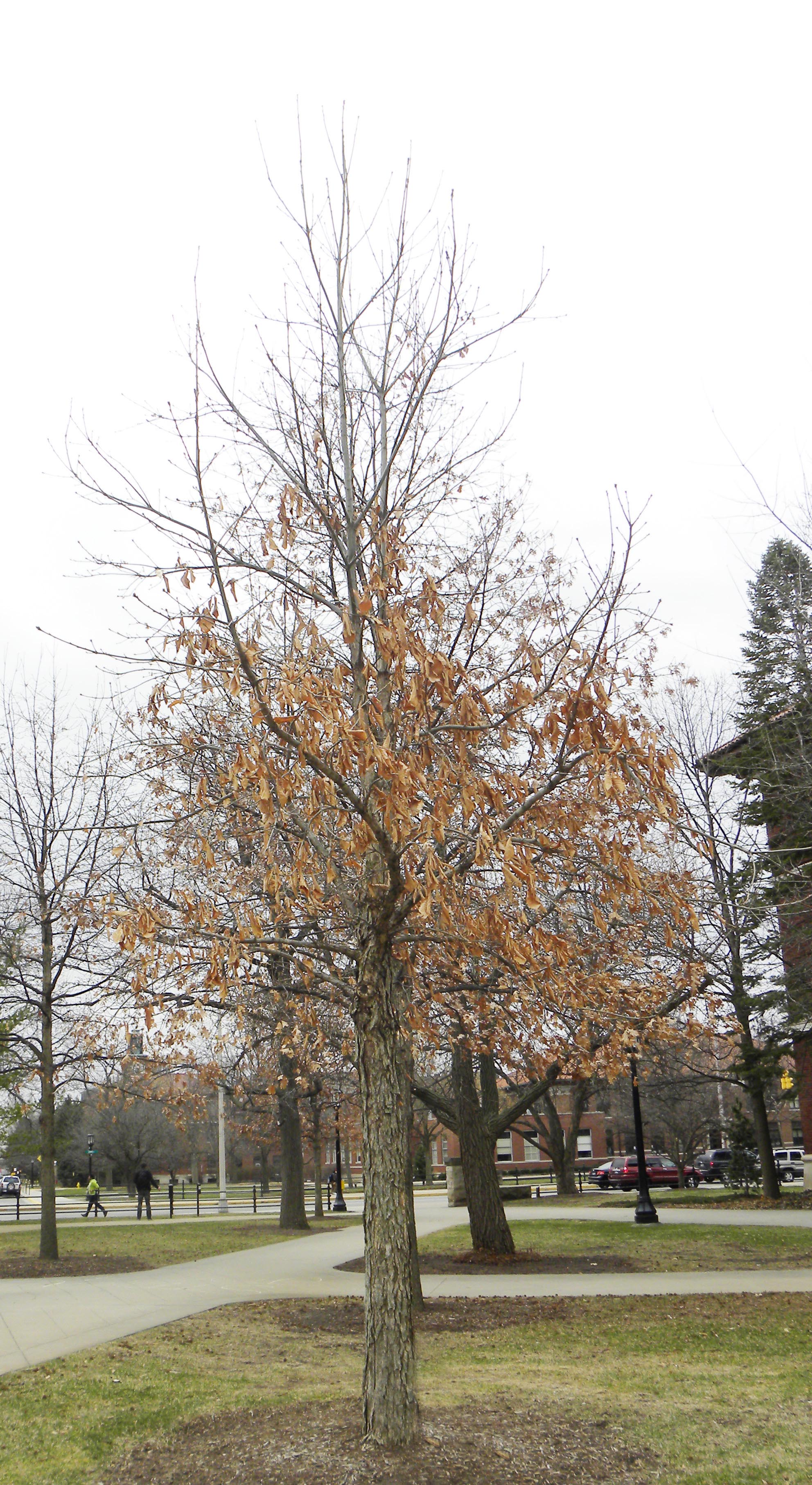 Quercus michauxii – Purdue Arboretum Explorer