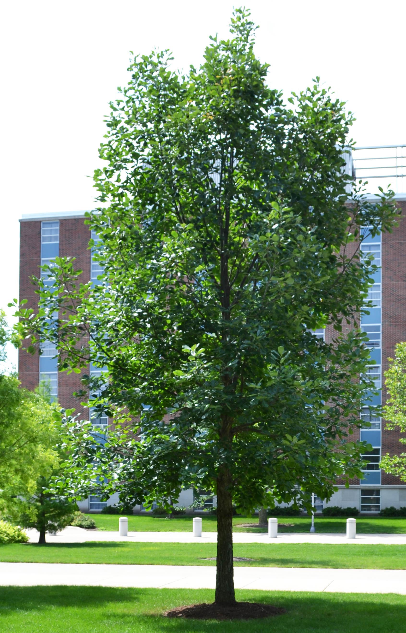 Quercus michauxii – Purdue Arboretum Explorer