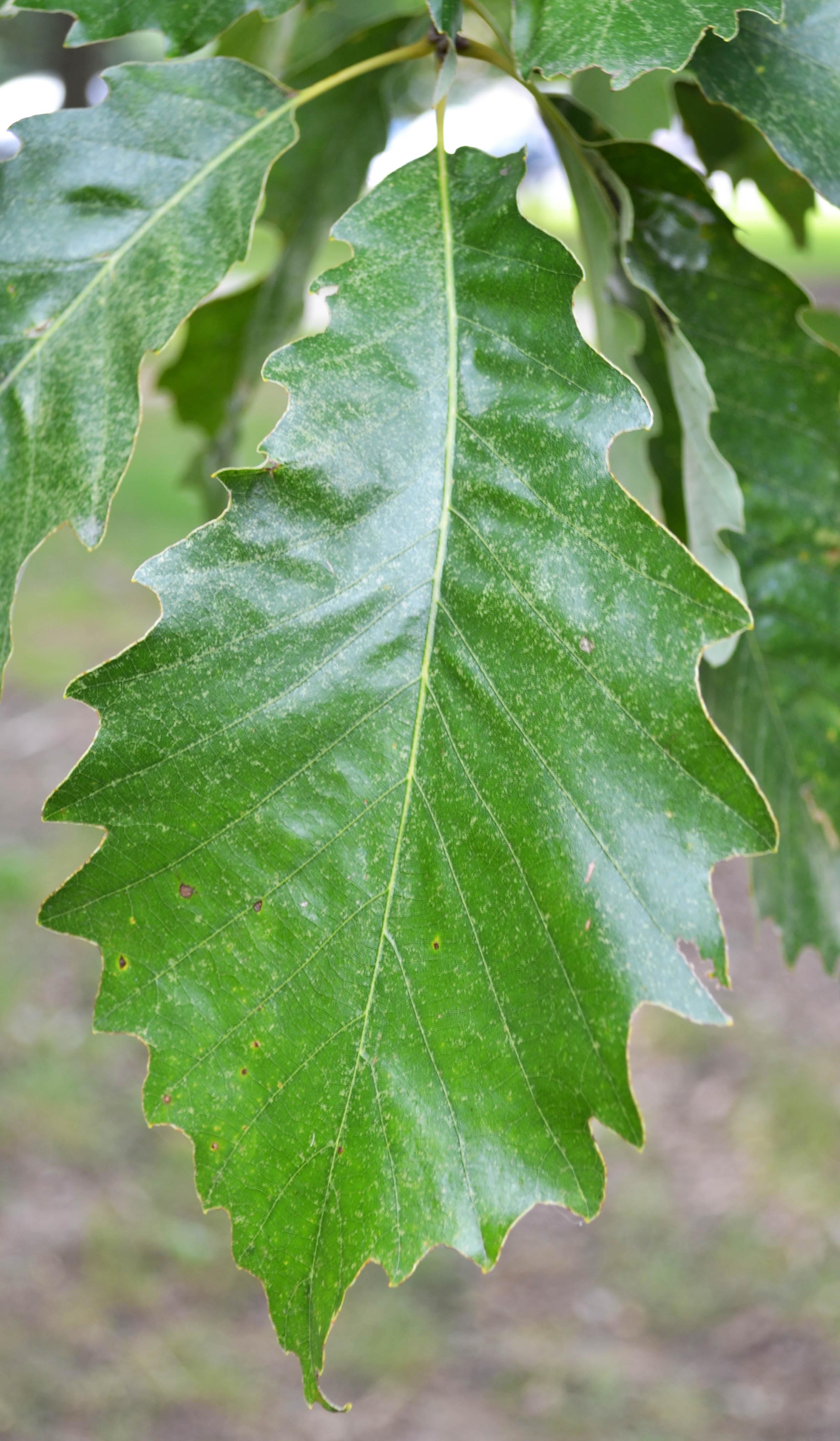 Quercus muehlenbergii – Purdue Arboretum Explorer